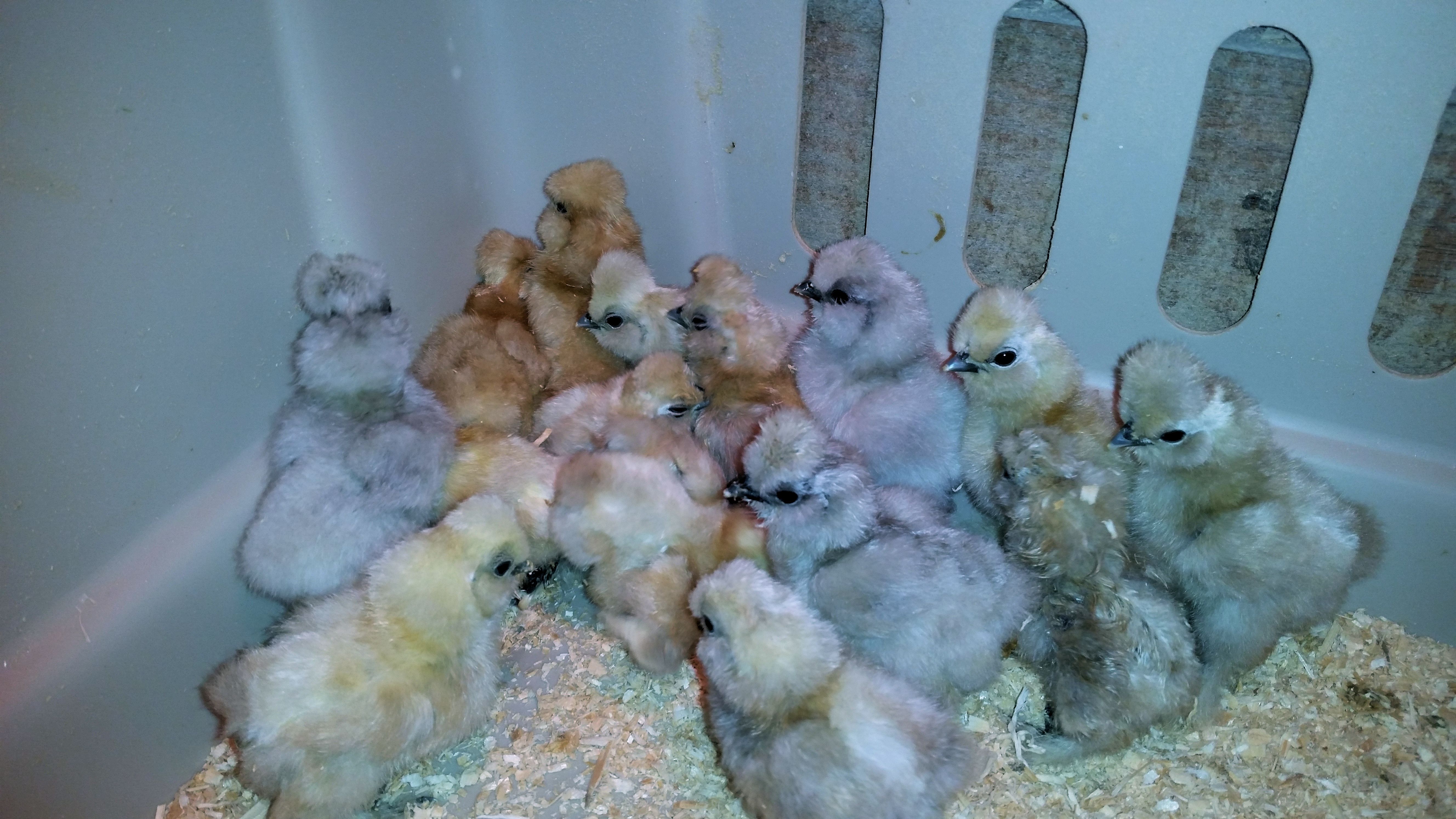 Why Fall is an Excellent Time To Buy Chicks – 11/11/16 – VJP Poultry