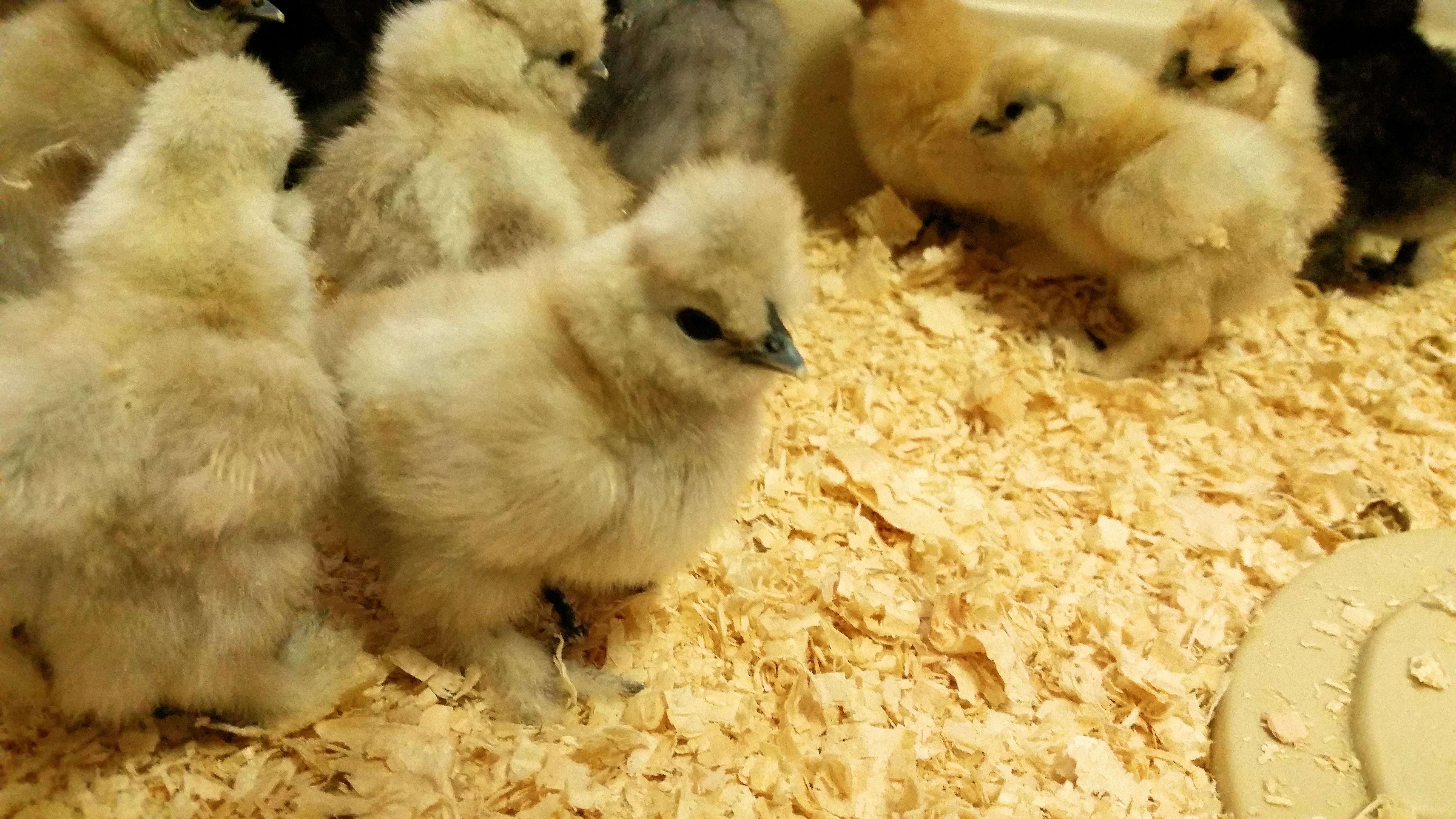 Why Fall is an Excellent Time To Buy Chicks – 11/11/16 – VJP Poultry