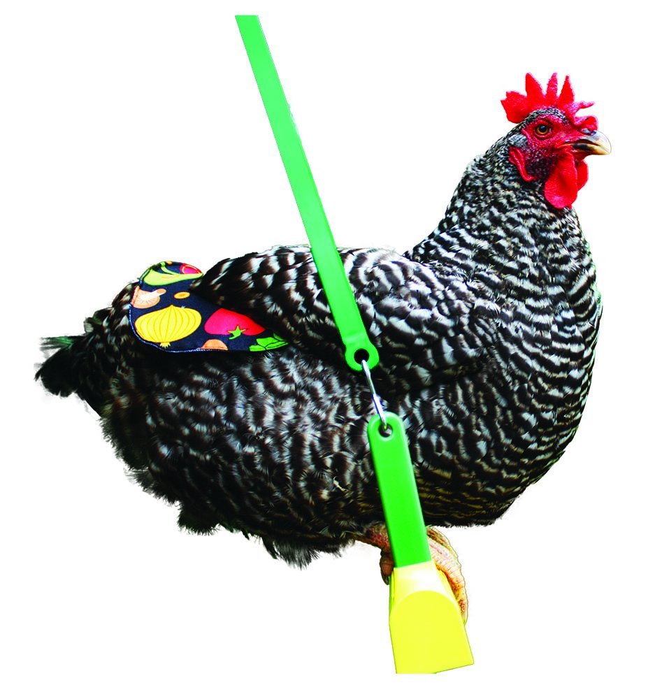 silkie bantam chicken – VJP Poultry