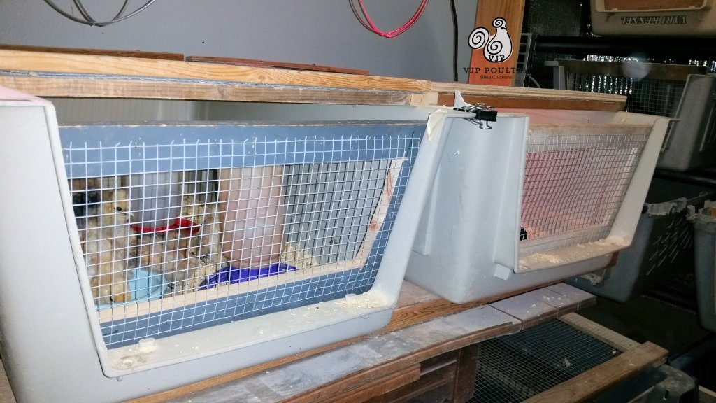 January Improvement Project – Chick Windows at VJP Poultry – 1/21/17 ...