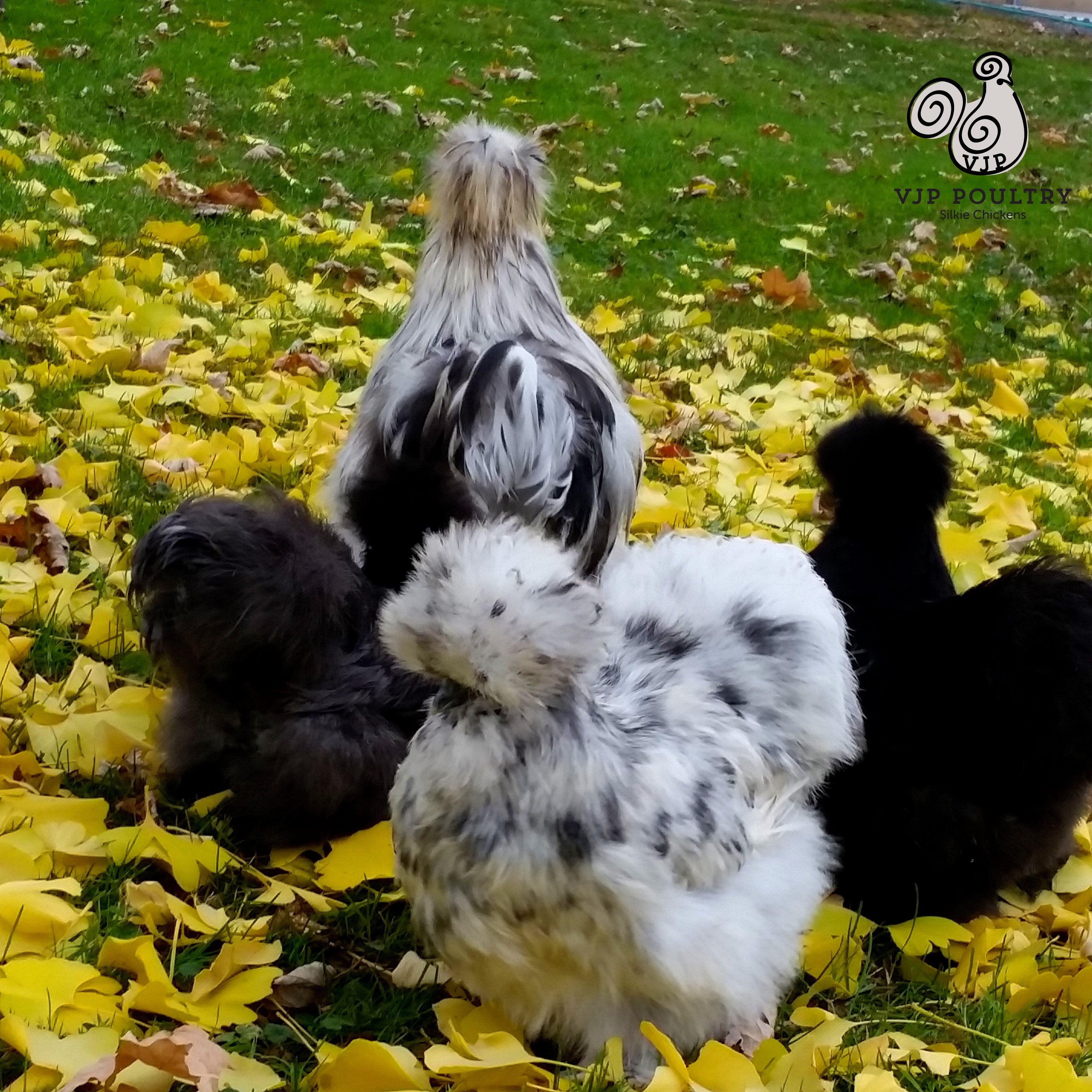 Blue and Splash Silkie Pen at VJP Poultry – VJP Poultry