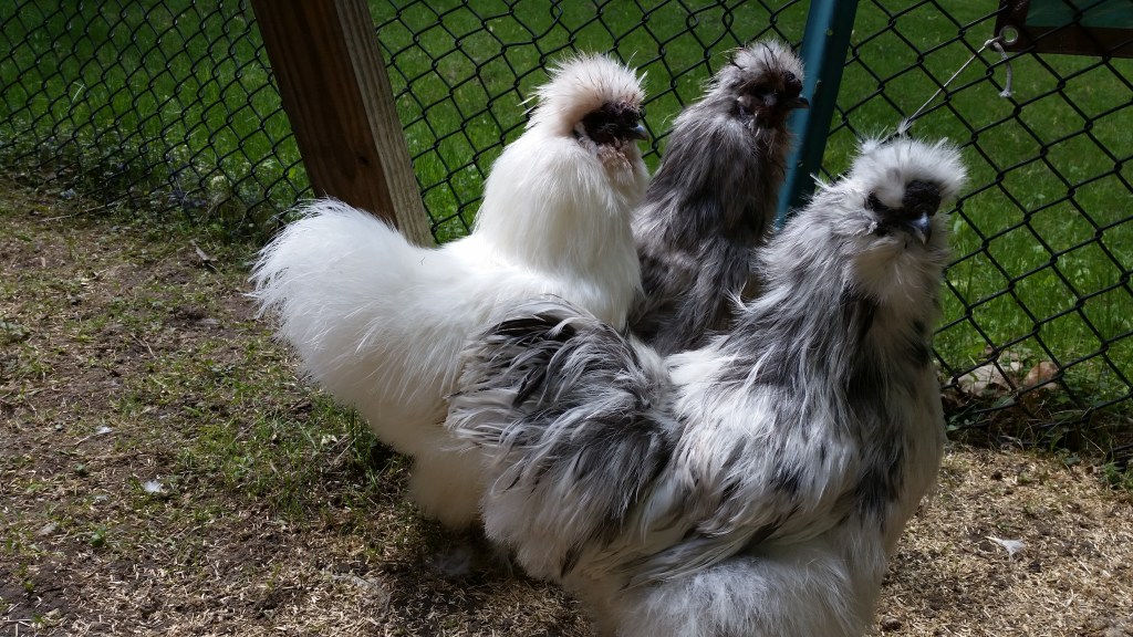 how to tell male from female silkie chicks – VJP Poultry