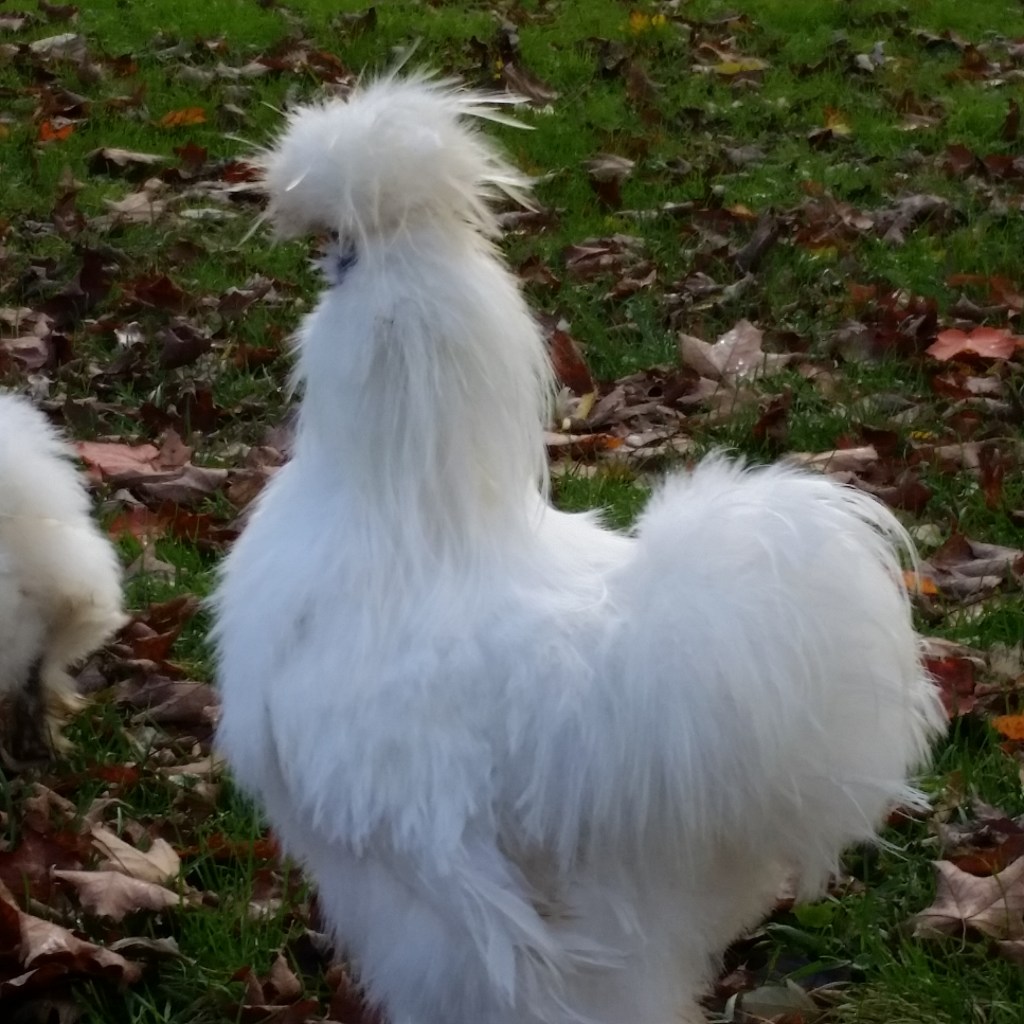 How To Improve Fertility in Silkie Chickens at VJP Poultry – VJP Poultry