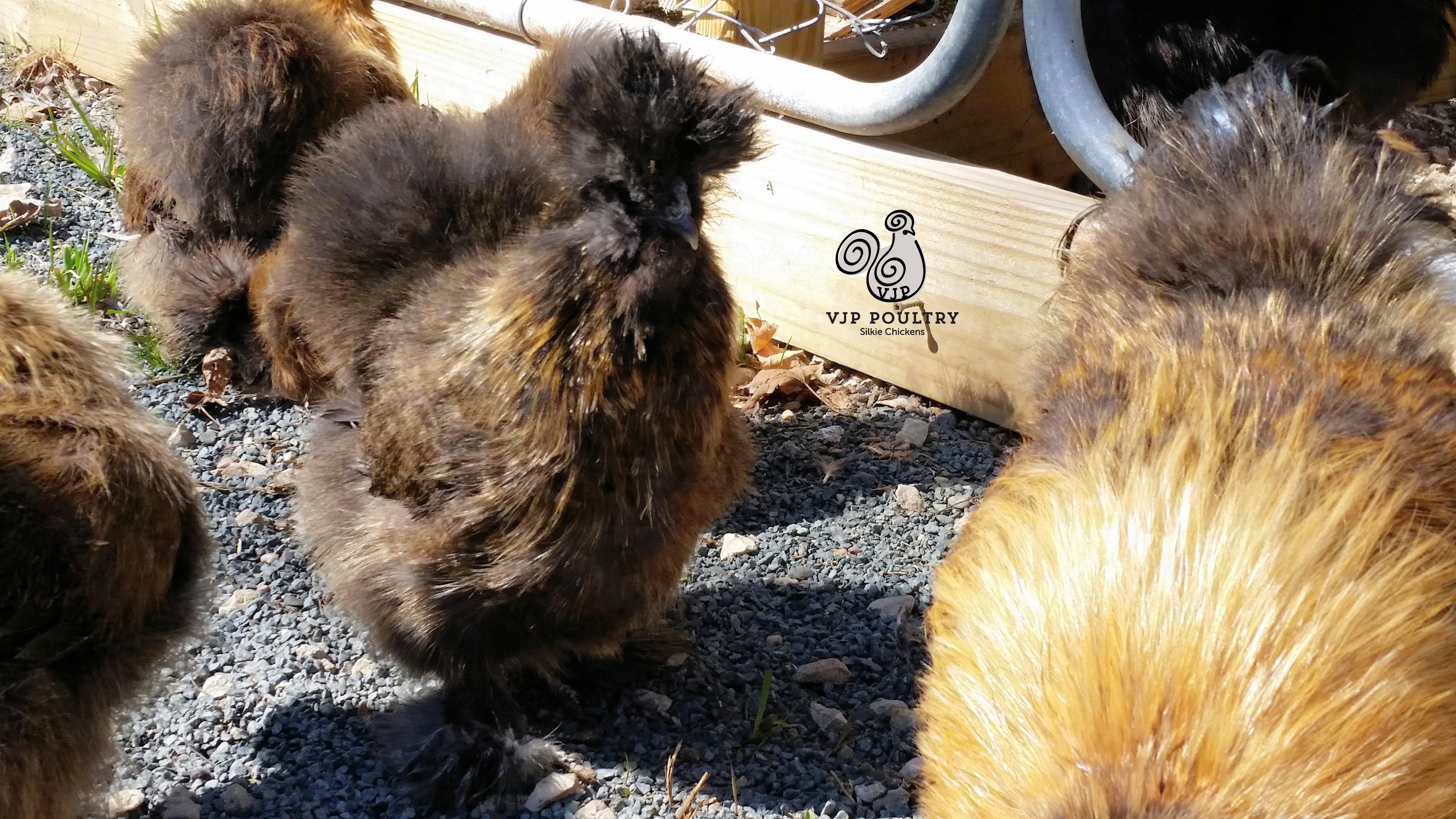 Companion Birds For Silkies – VJP Poultry