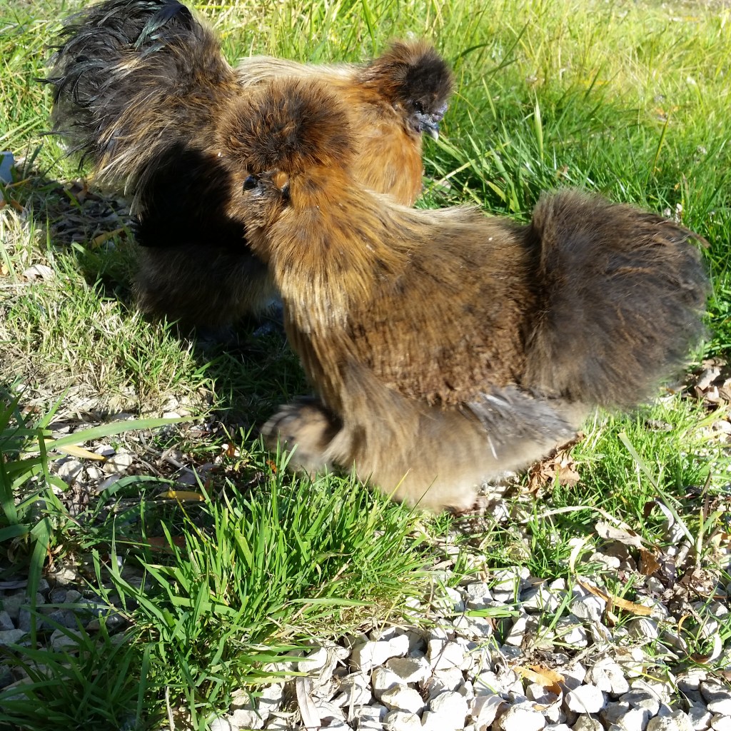 Understanding Partridge Silkies at VJP Poultry – VJP Poultry