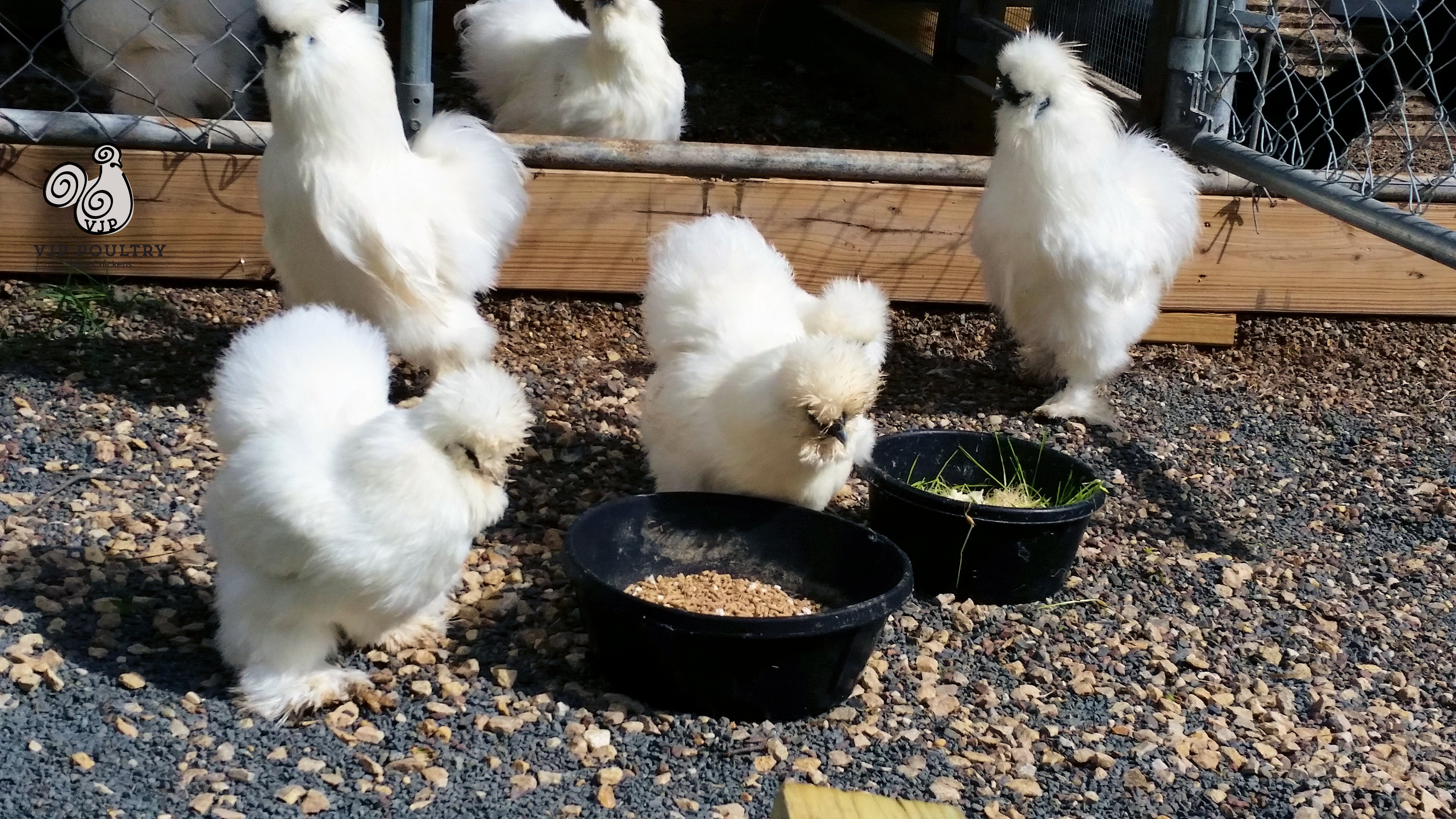 Selective Silkie Breeding – VJP Poultry