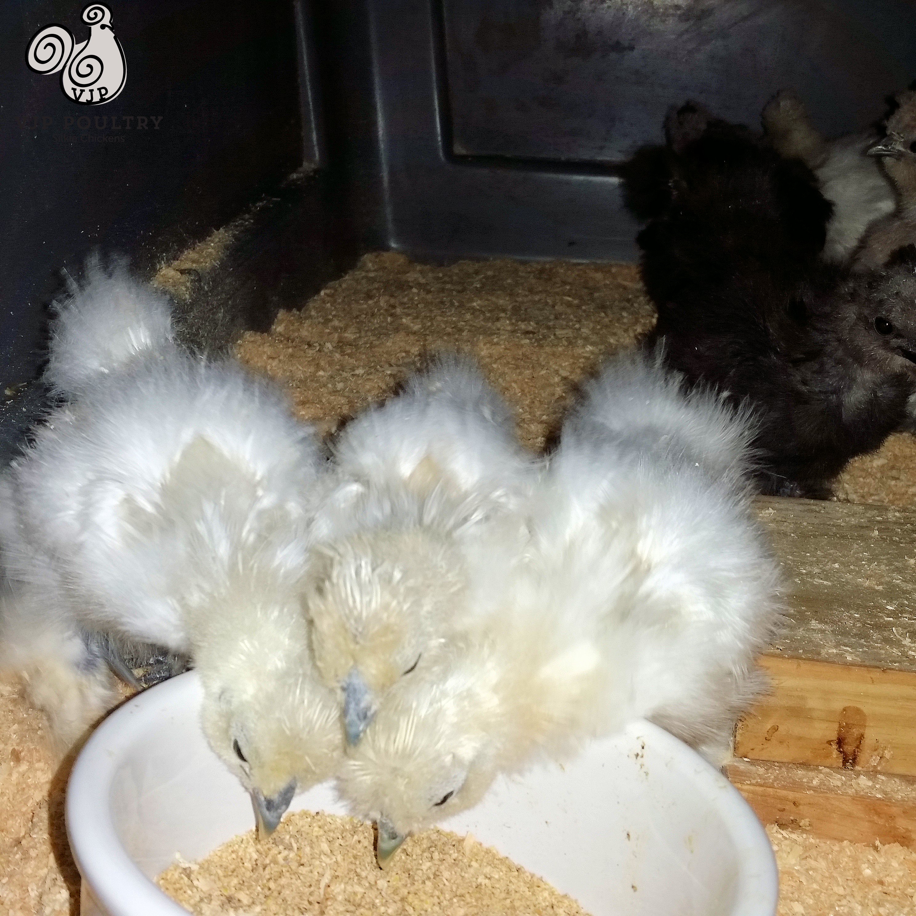 Vitamins, Silkies, and Wry Neck – VJP Poultry