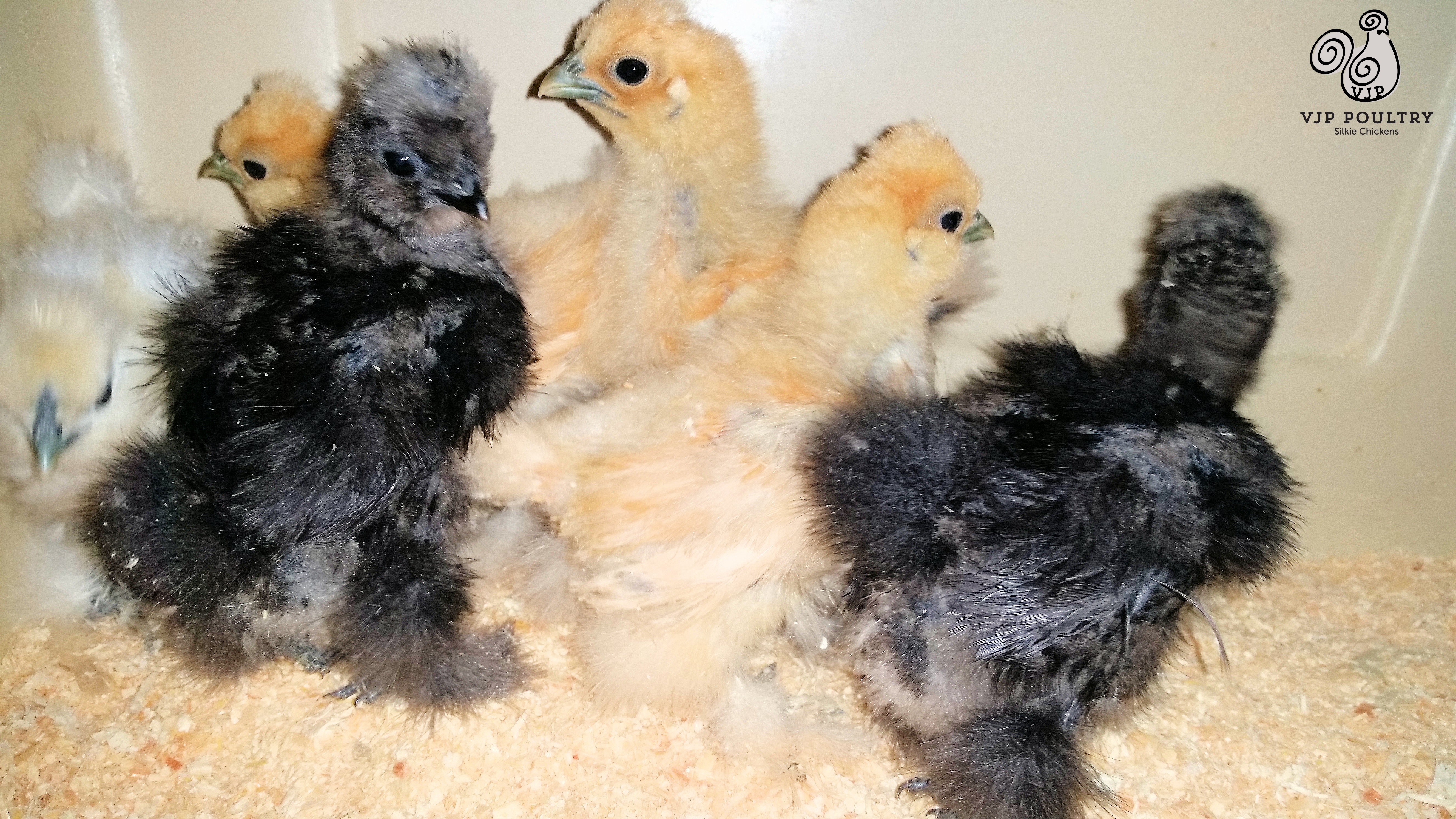 Vitamins, Silkies, and Wry Neck – VJP Poultry