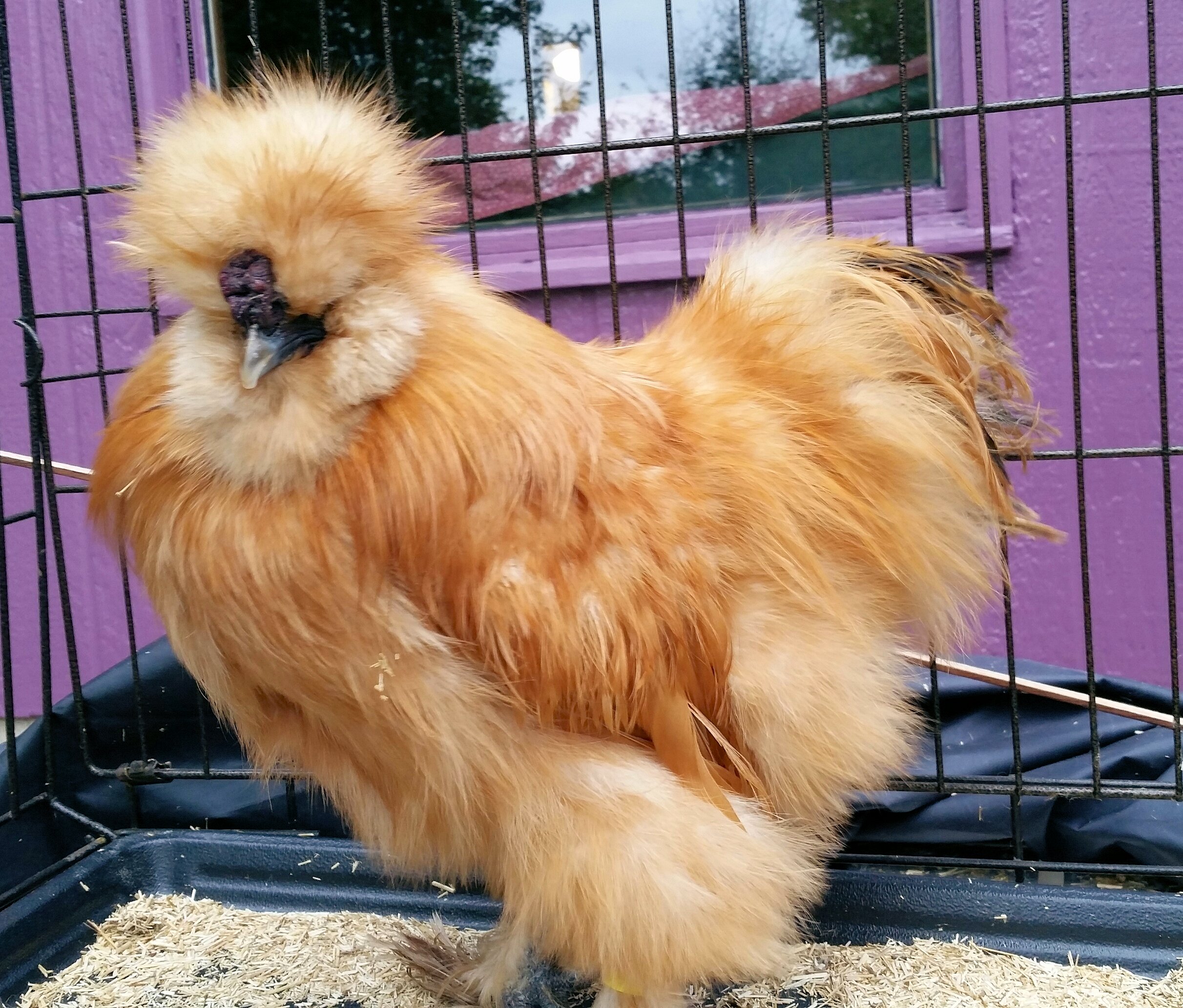 poultry show box – VJP Poultry