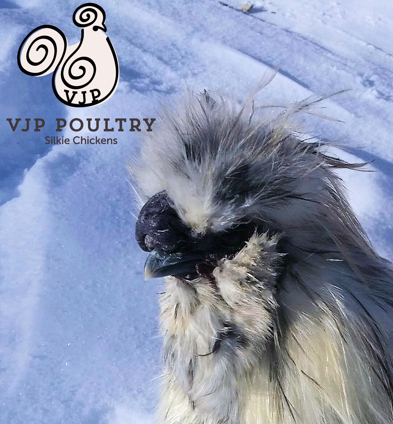 How to Prevent and Treat Frostbite in Your Flock – VJP Poultry