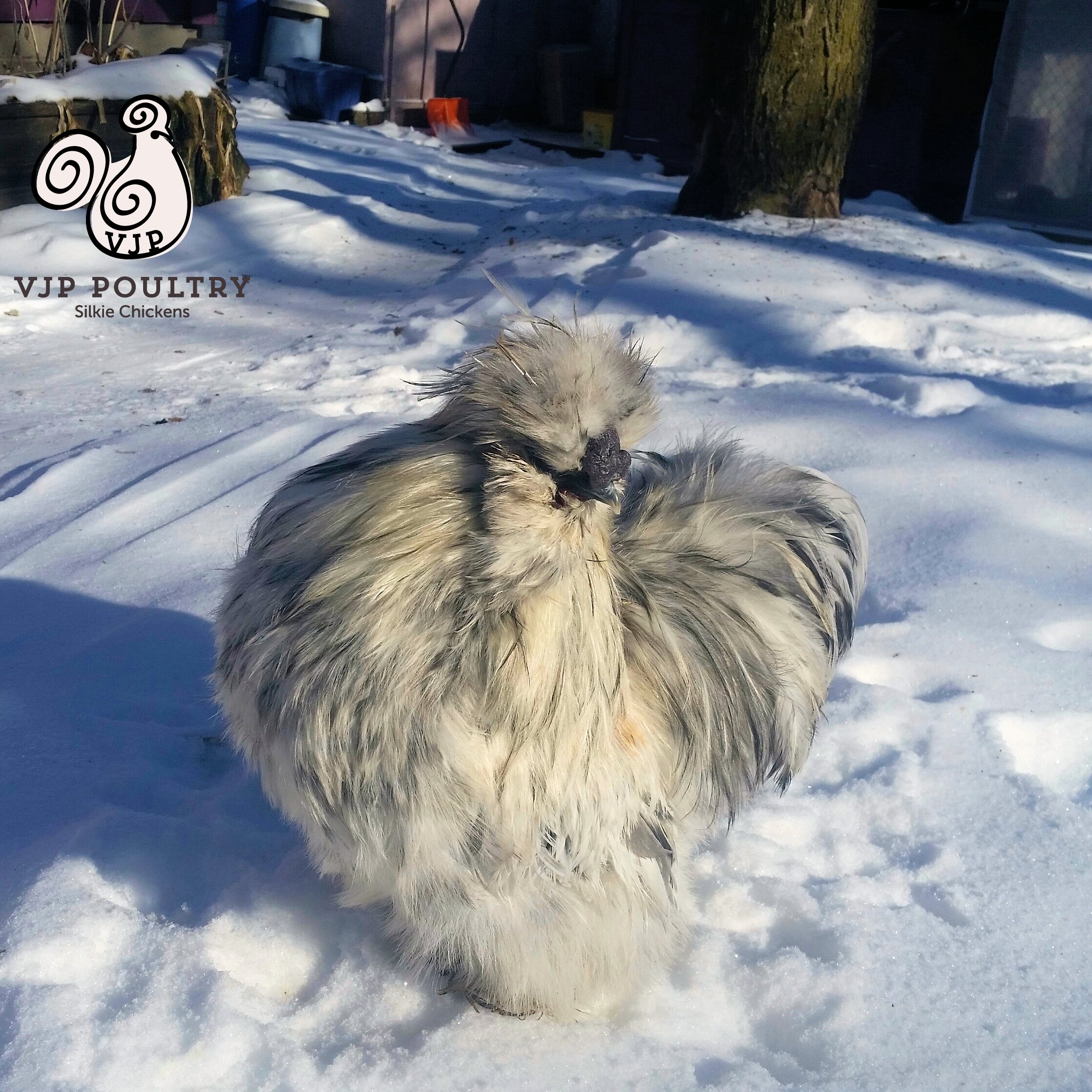 How to Prevent and Treat Frostbite in Your Flock – VJP Poultry