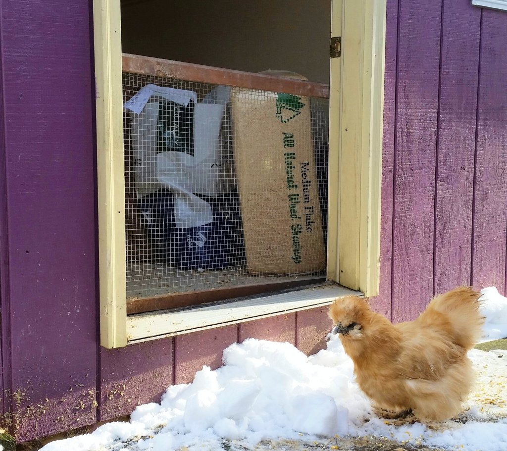 barnyard fowl – VJP Poultry