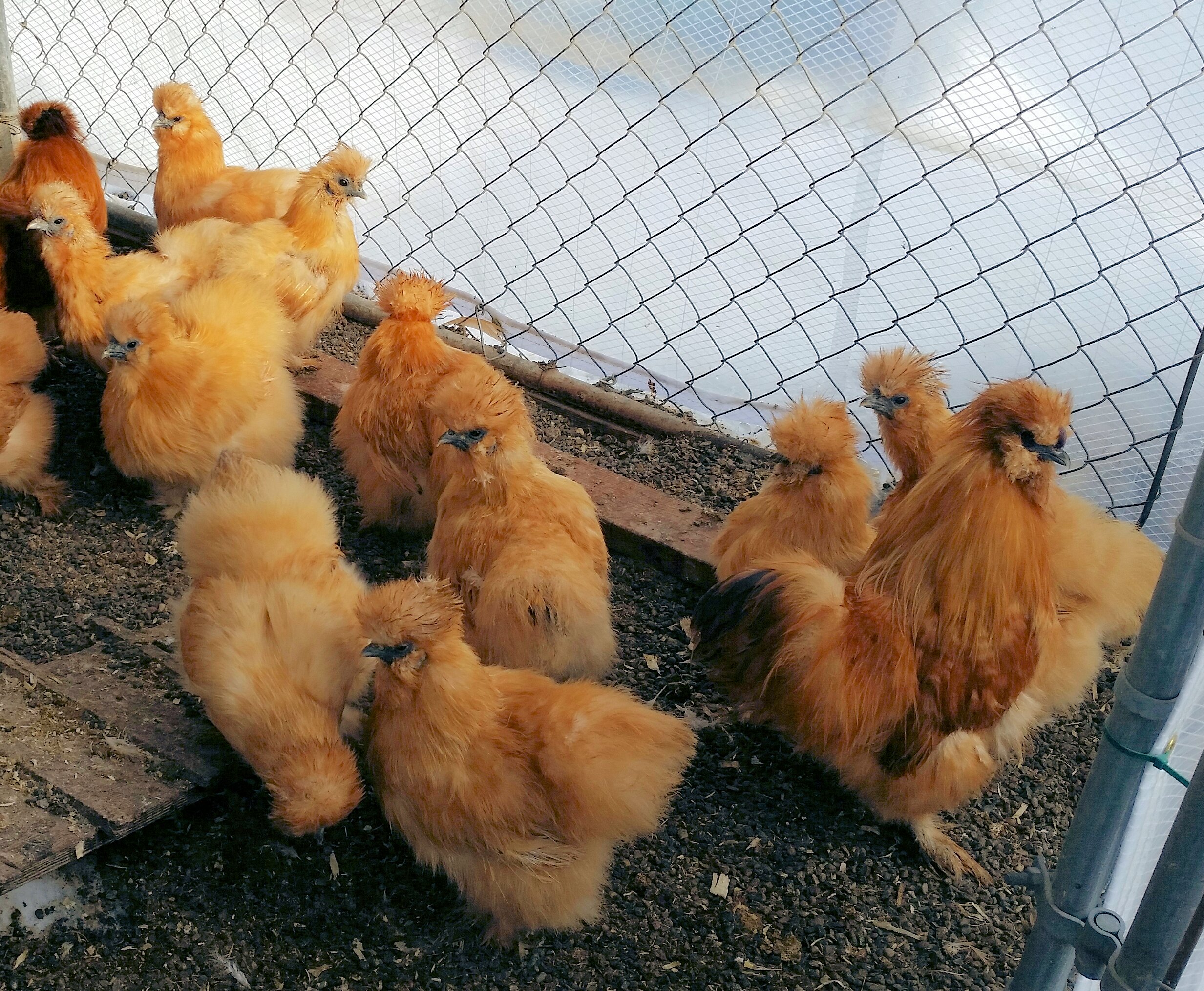 barnyard fowl – VJP Poultry