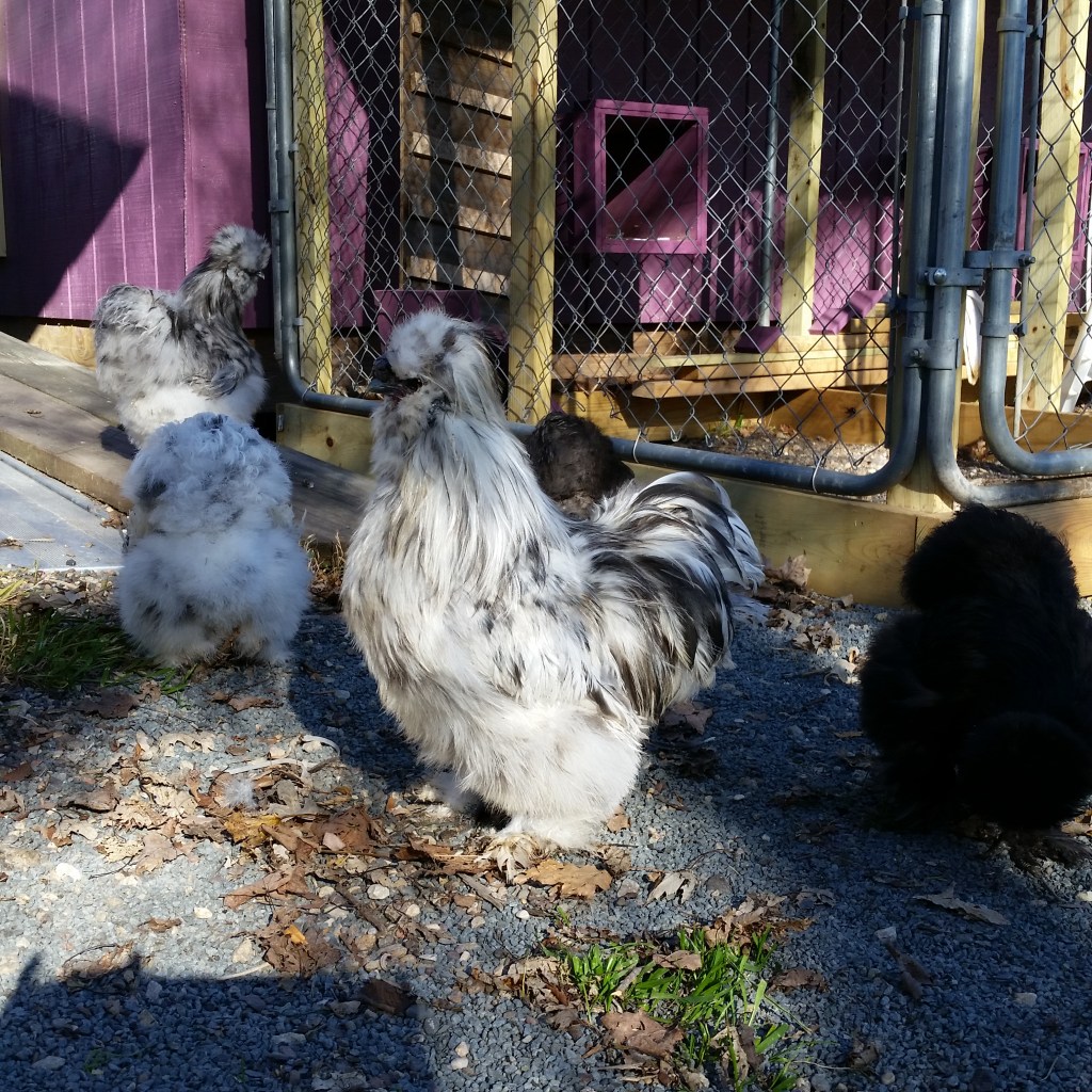 silkie bantam reproduction – VJP Poultry