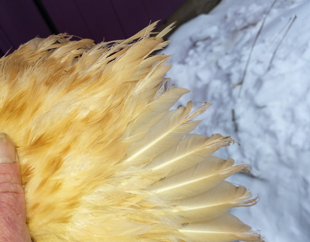 Silkie Wings – What makes Show Quality? – VJP Poultry