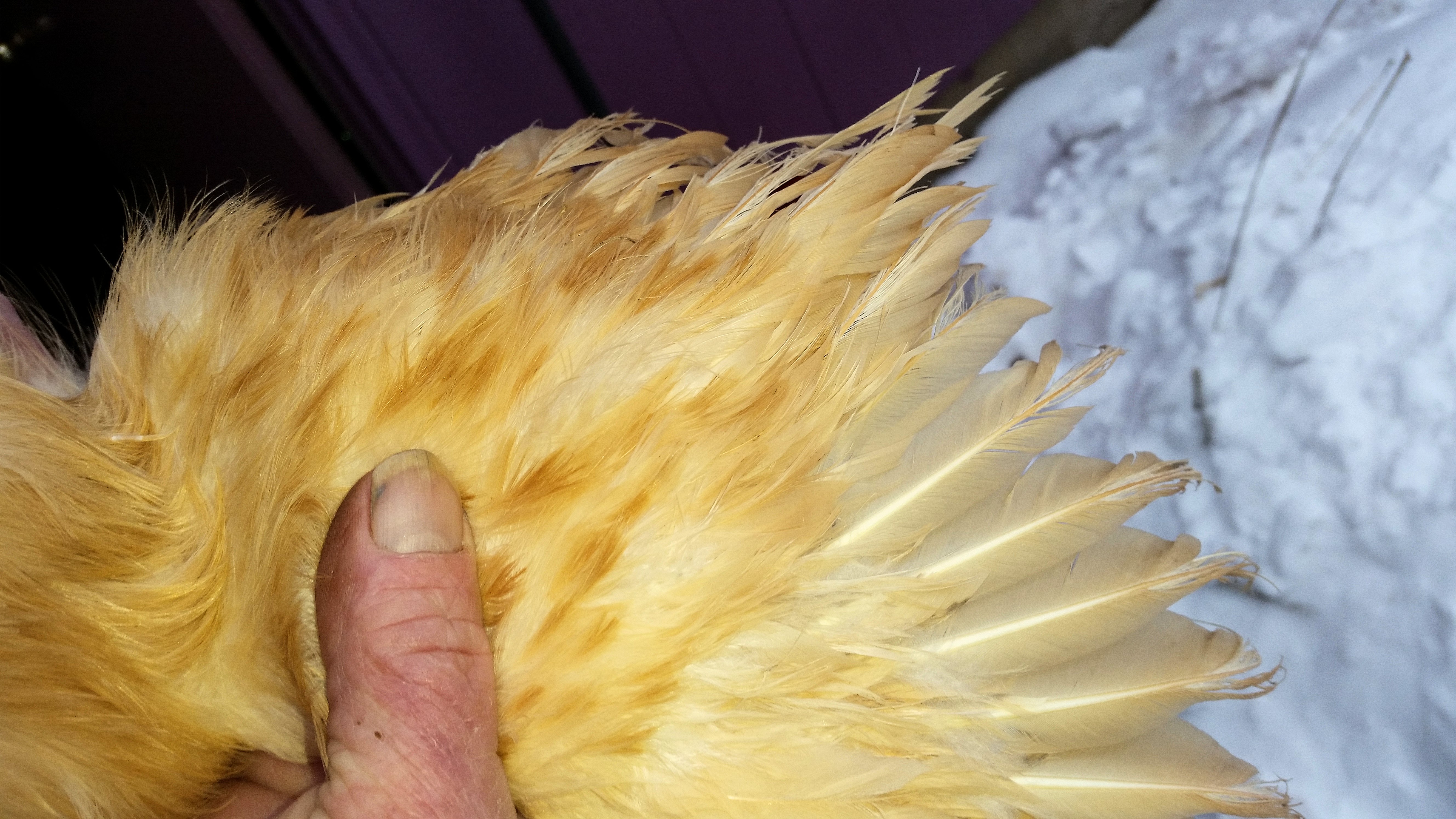 Silkie Wings – What makes Show Quality? – VJP Poultry