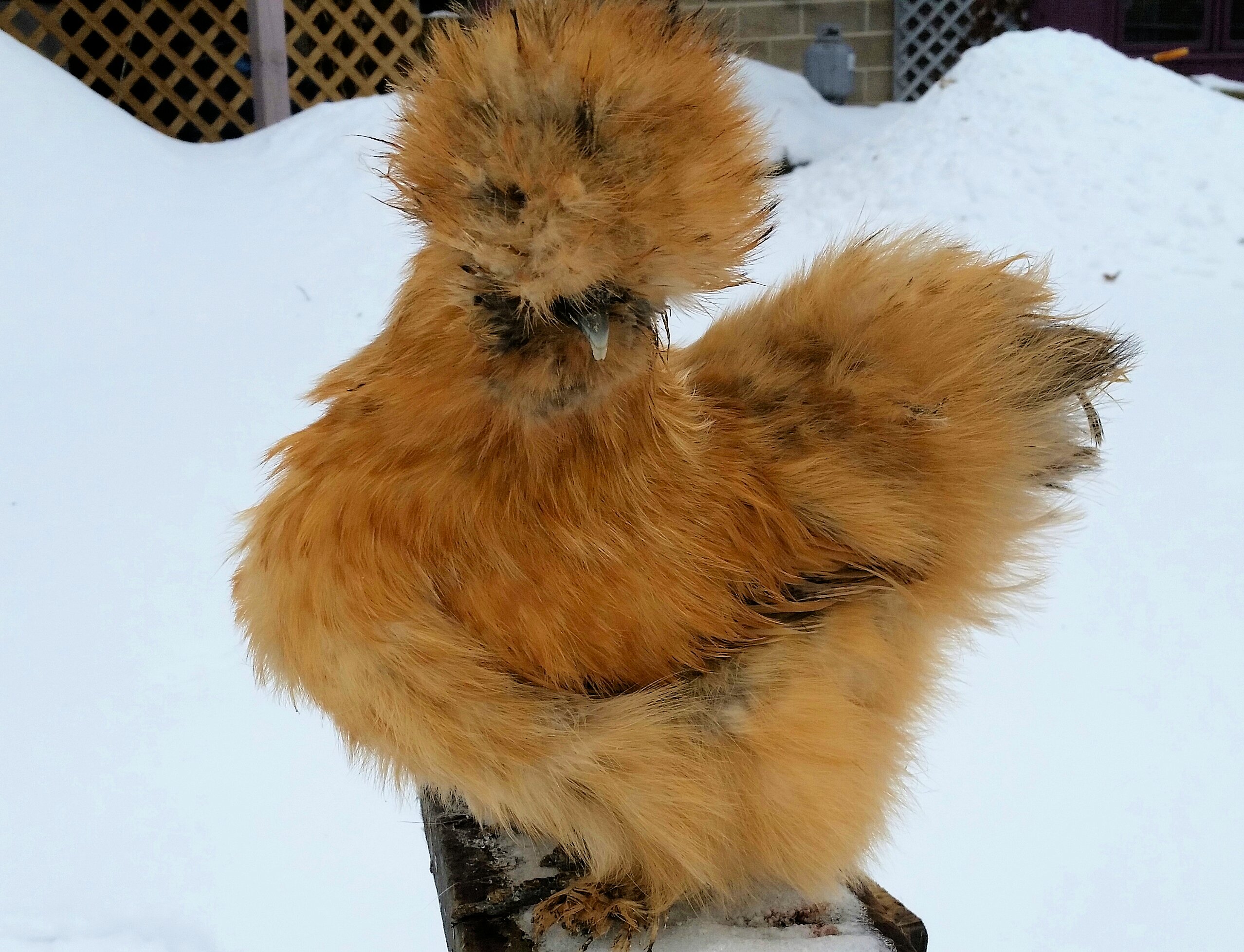 slipped wing in silkie chickens – VJP Poultry