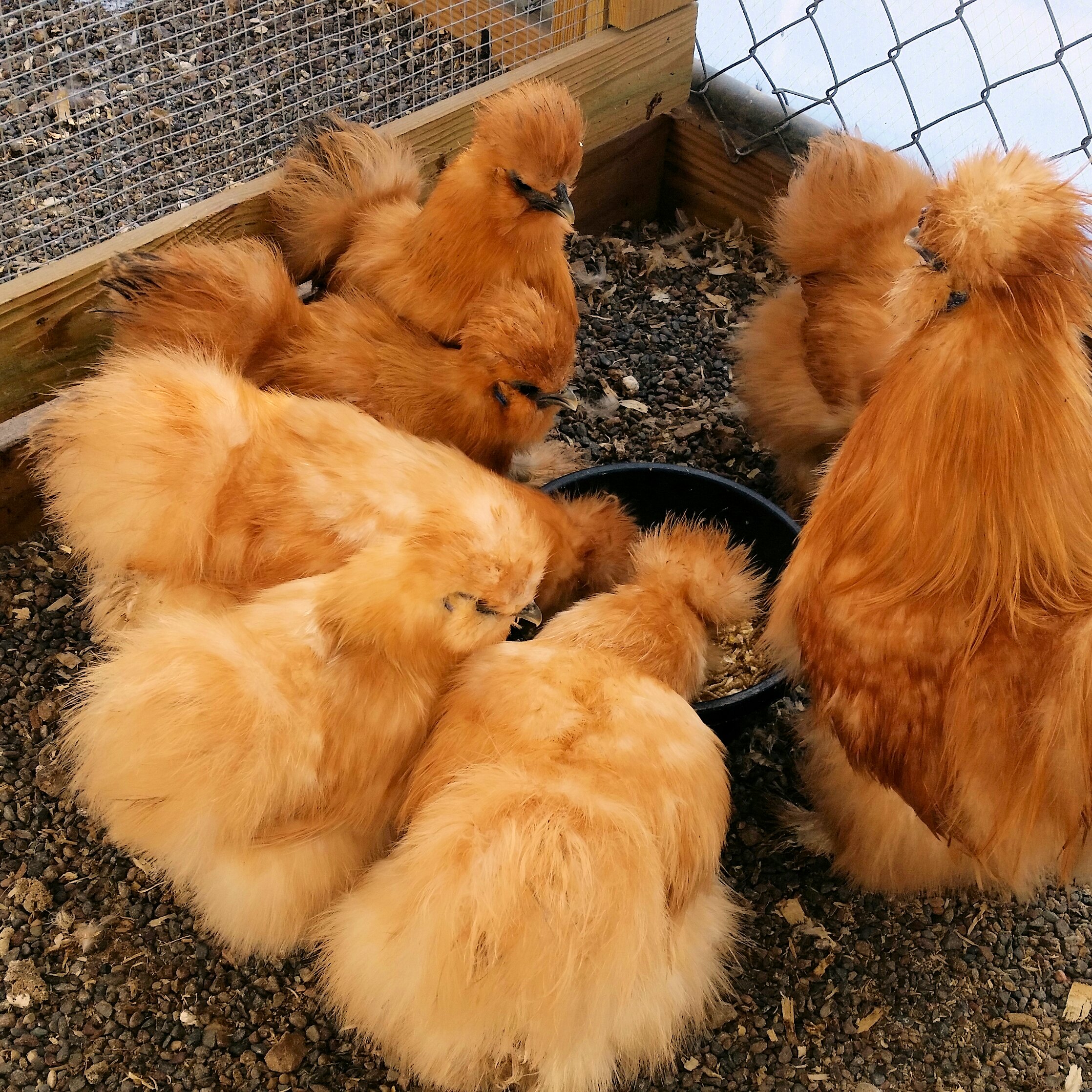 introducing treats to your silkies – VJP Poultry