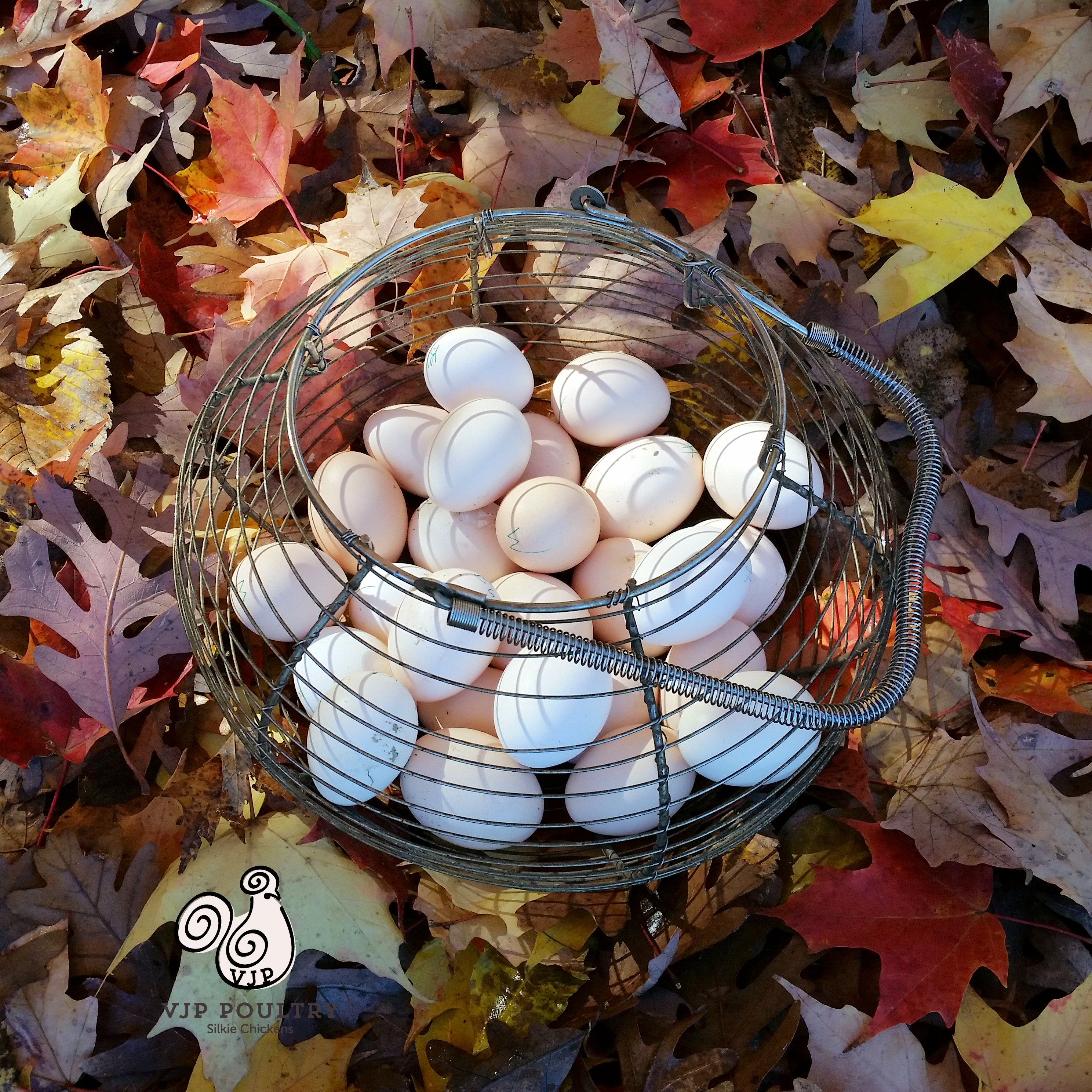 Egg Color and Colored Earlobes in Chickens – VJP Poultry