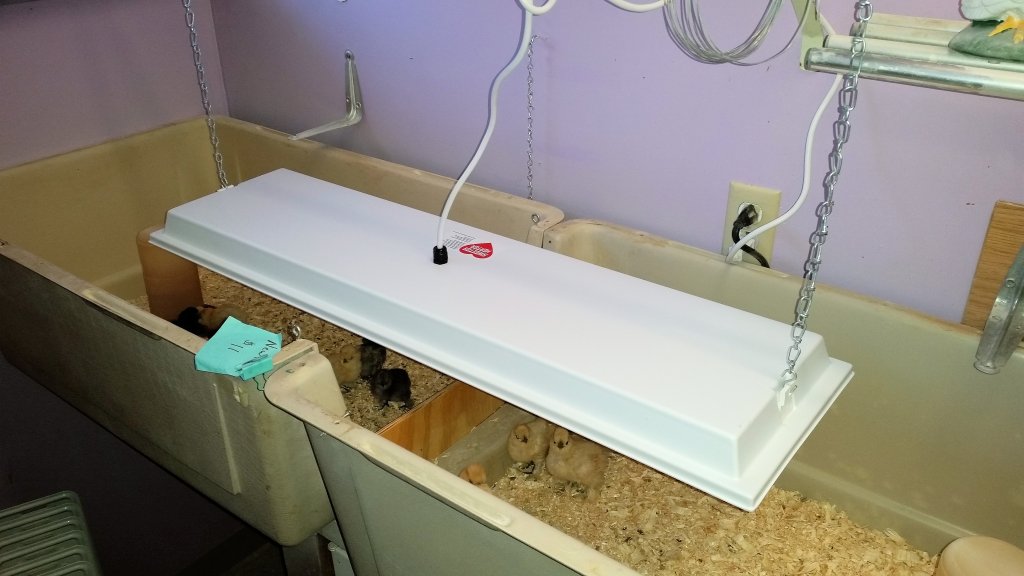 How to Choose a Heat Source for your Brooder – VJP Poultry