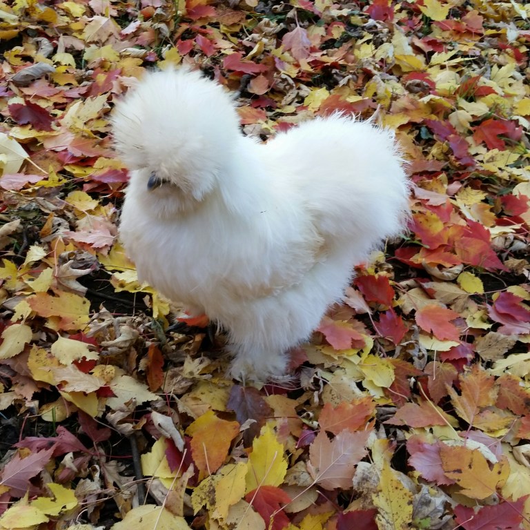 A Look at the Silkie Standard of Perfection – VJP Poultry