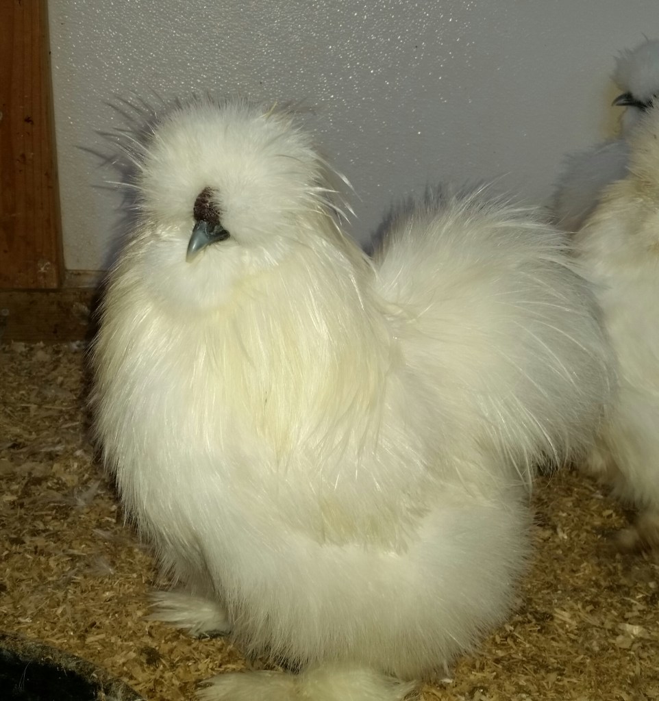 A Look at the Silkie Standard of Perfection – VJP Poultry