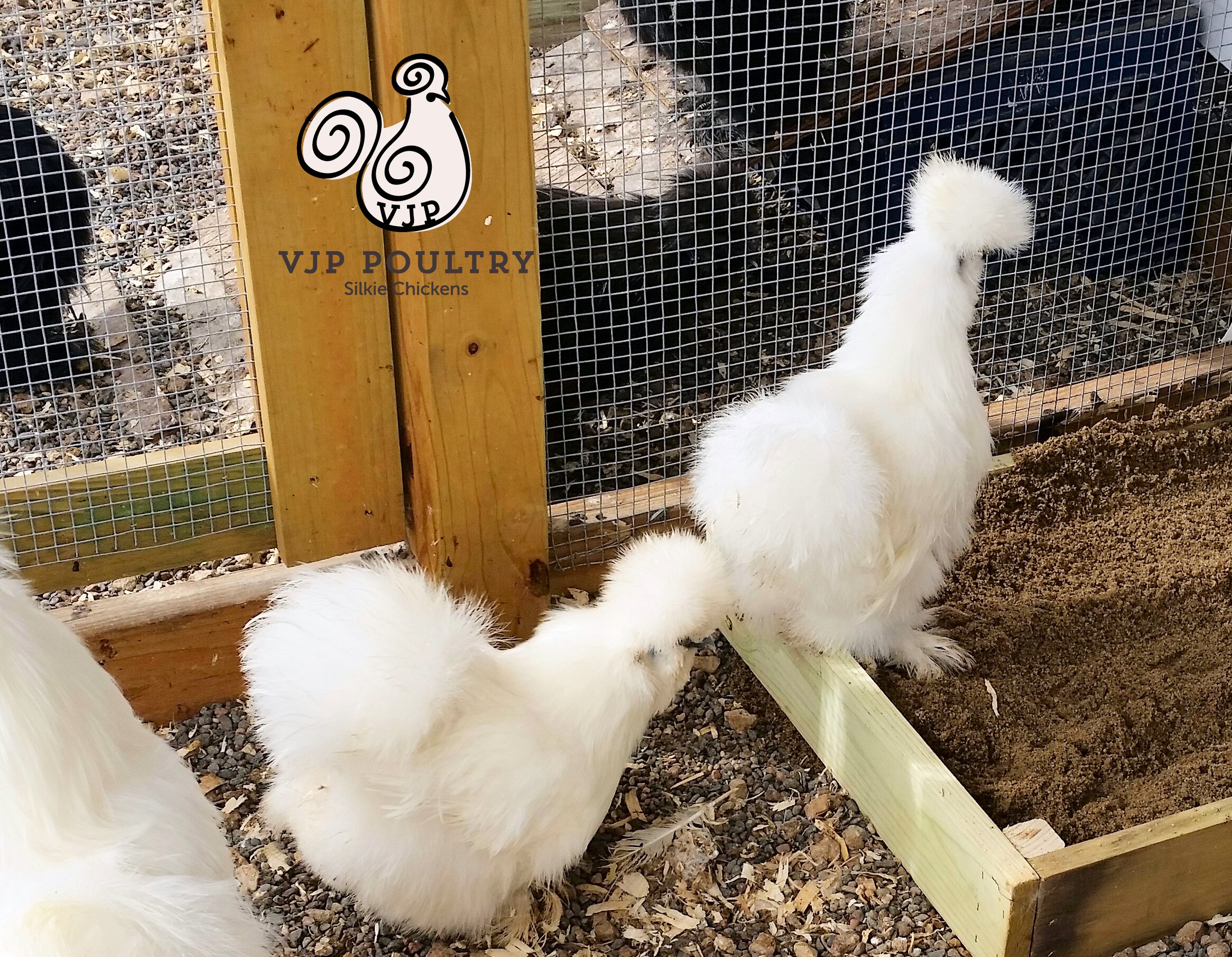 silkie chicken coop ideas – VJP Poultry