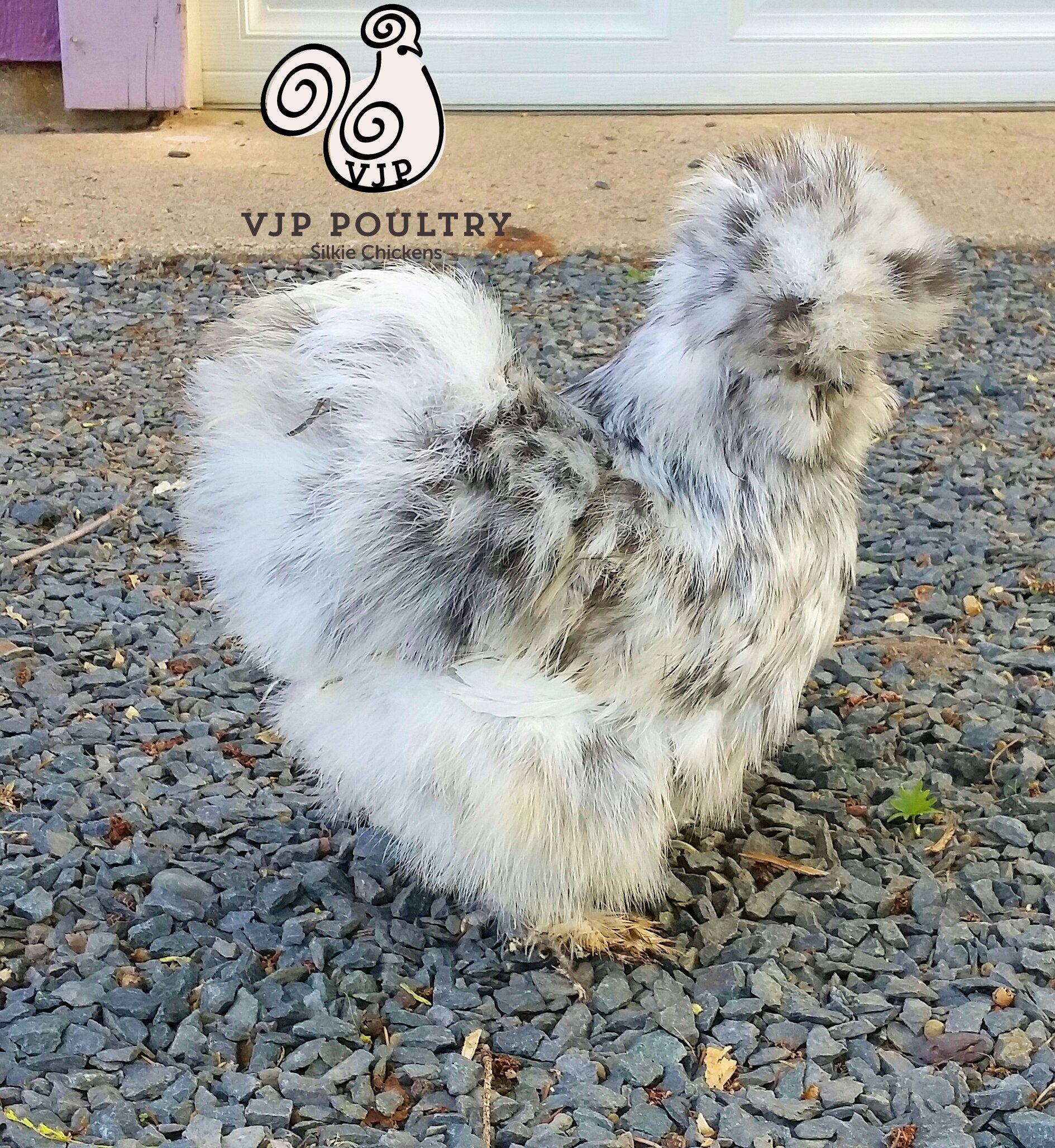 sources of calcium for chickens – VJP Poultry