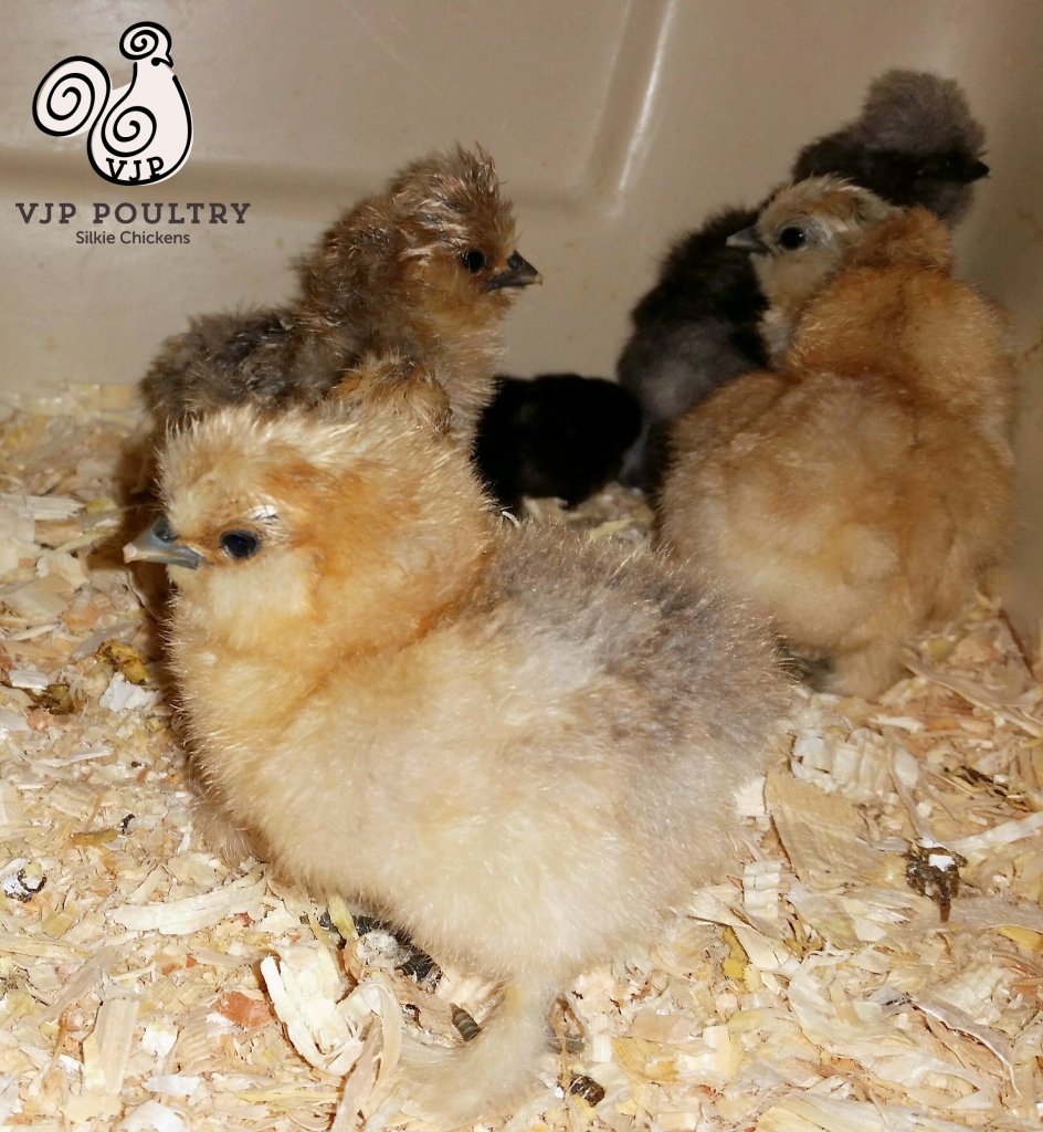 care of baby silkies – VJP Poultry