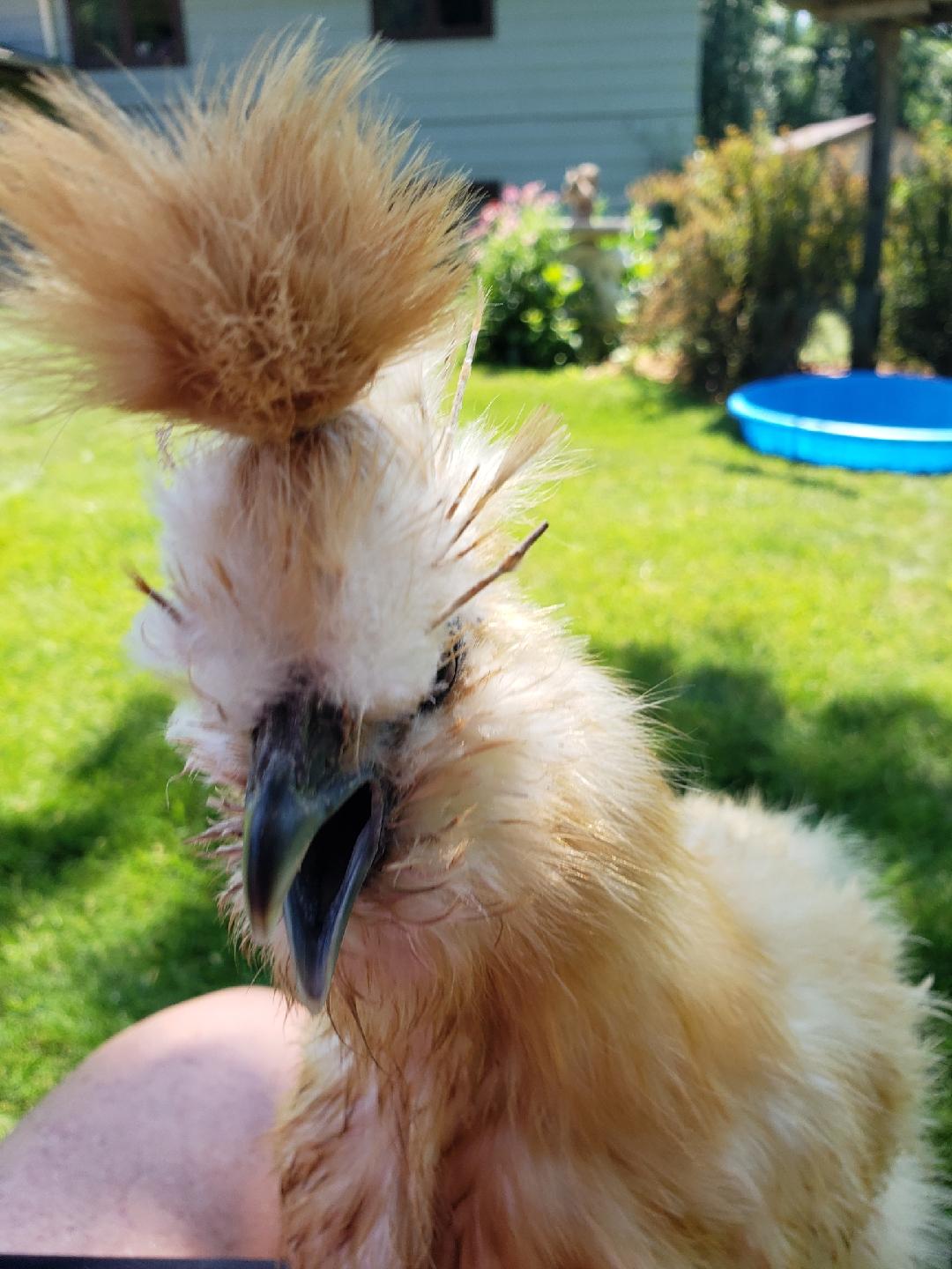 How to Keep Silkie Chickens Cool During a Heat Wave – VJP Poultry