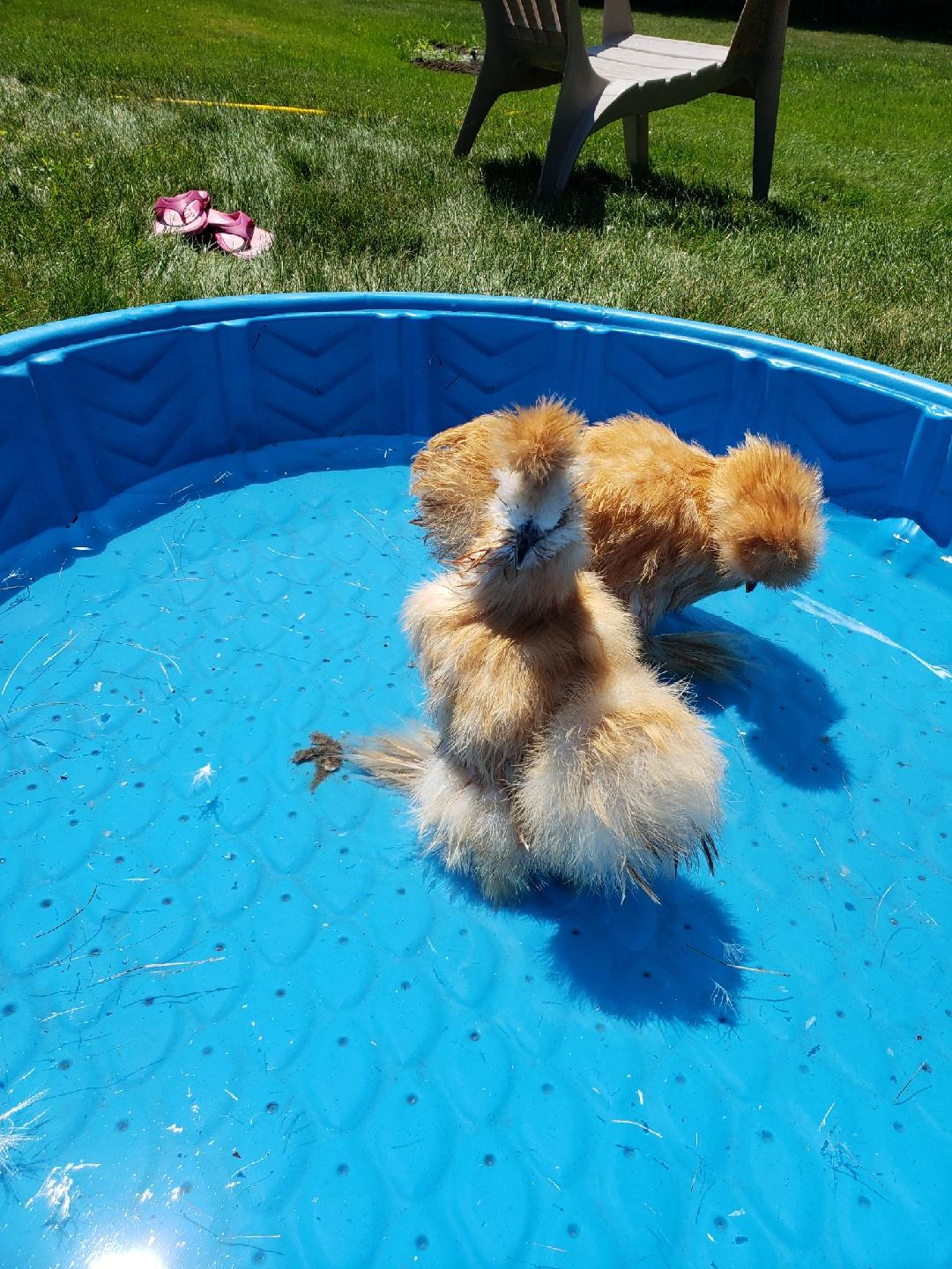 warning signs of heat stroke in chickens – VJP Poultry