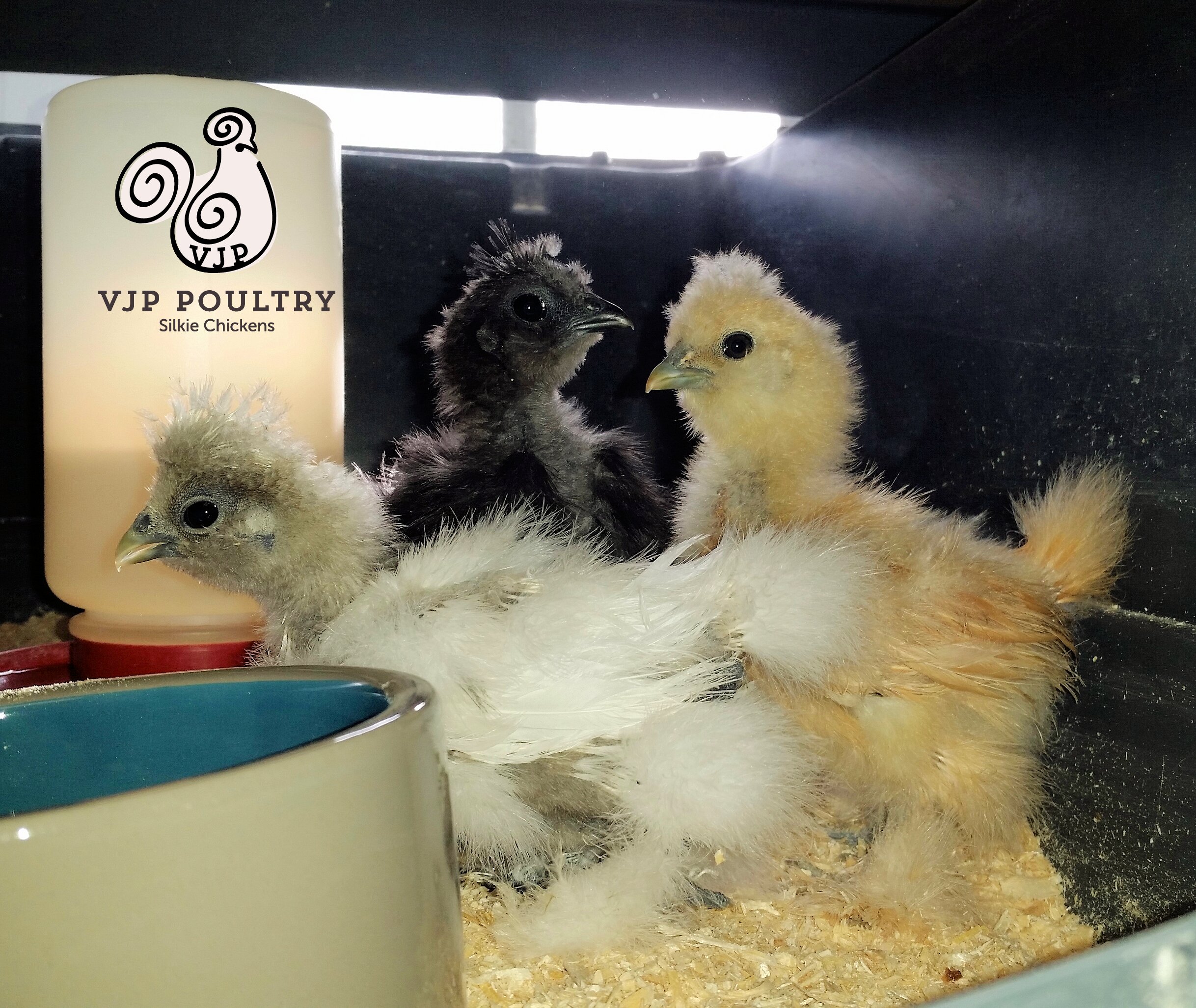 feeding baby silkies – VJP Poultry