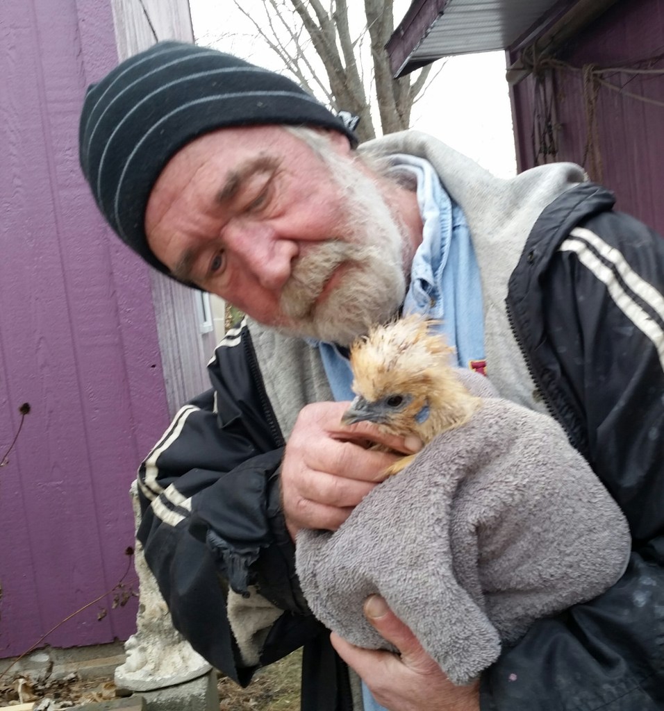 How to Treat a Chicken That Has Been Attacked – VJP Poultry