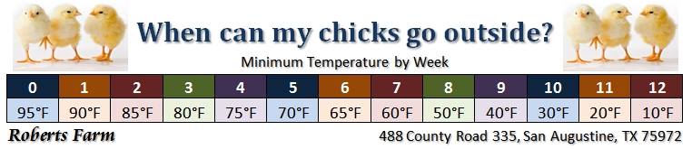 baby chick brooder temperatures – VJP Poultry