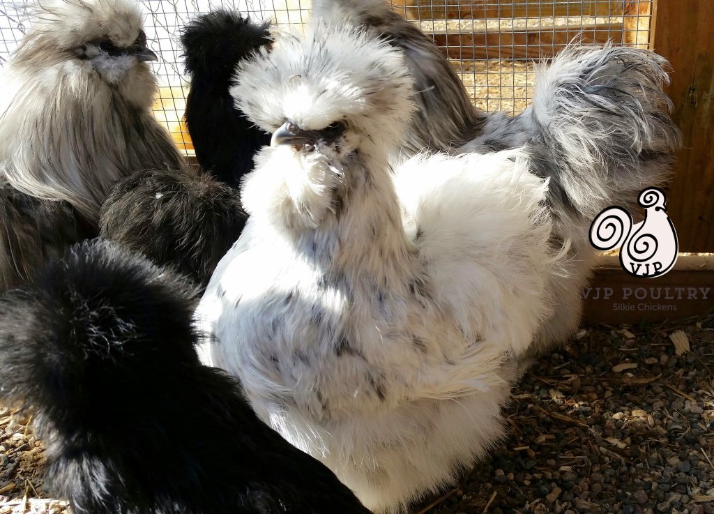 How to Get Your Chickens to Like You – VJP Poultry
