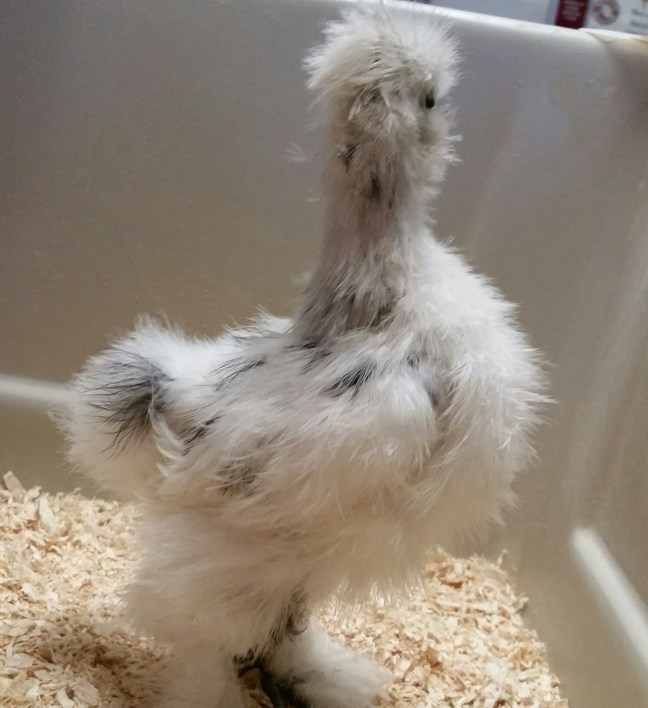 Beginner’s Guide to American Paint Silkies – VJP Poultry
