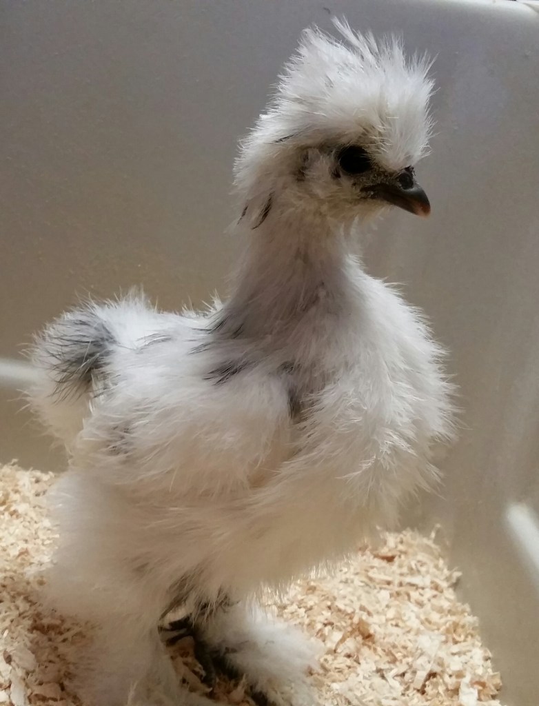 Beginner’s Guide to American Paint Silkies – VJP Poultry