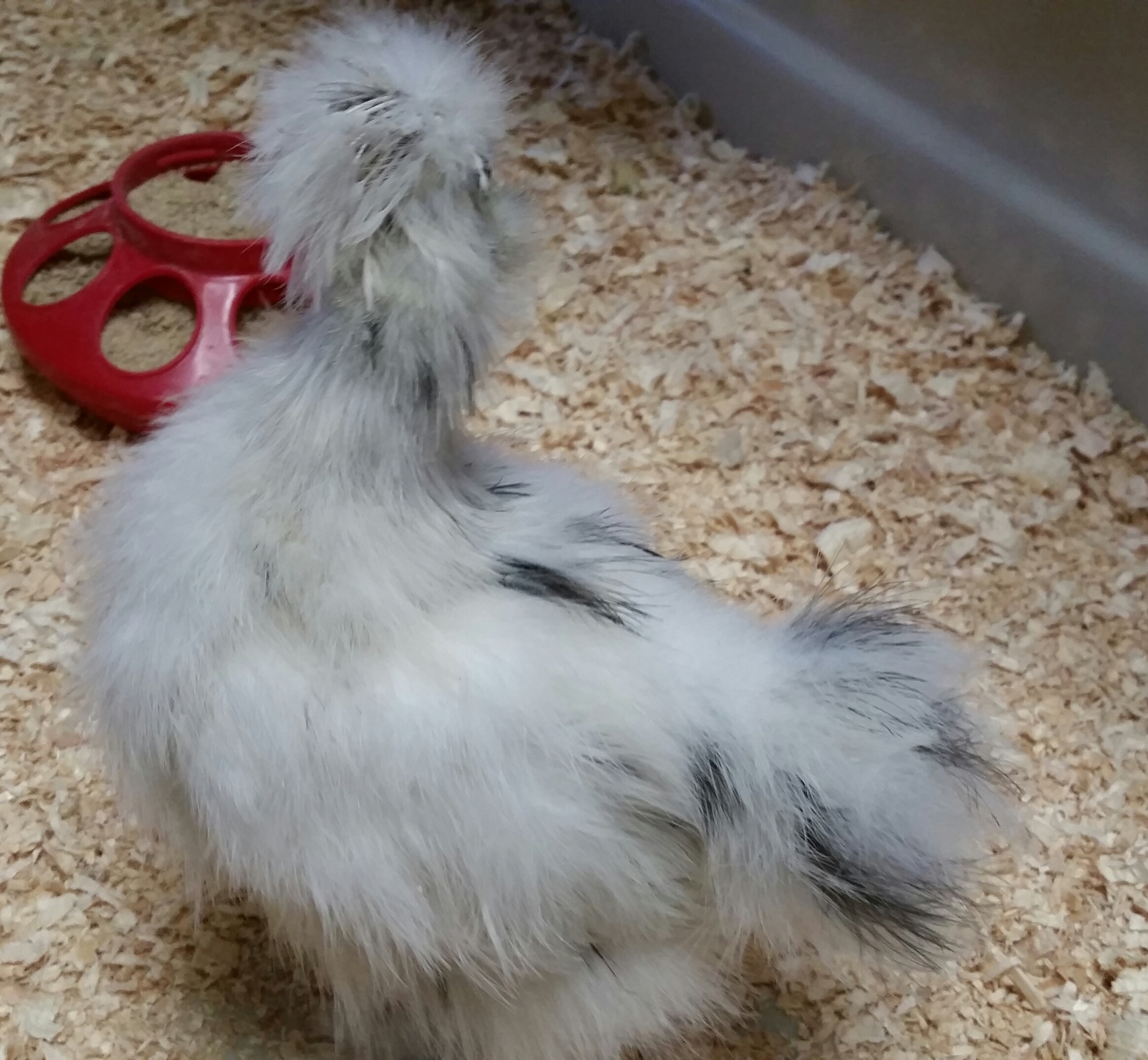 Beginner’s Guide to American Paint Silkies – VJP Poultry
