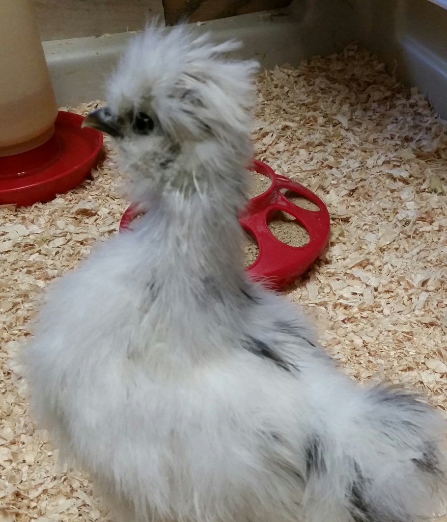 Beginner’s Guide to American Paint Silkies – VJP Poultry