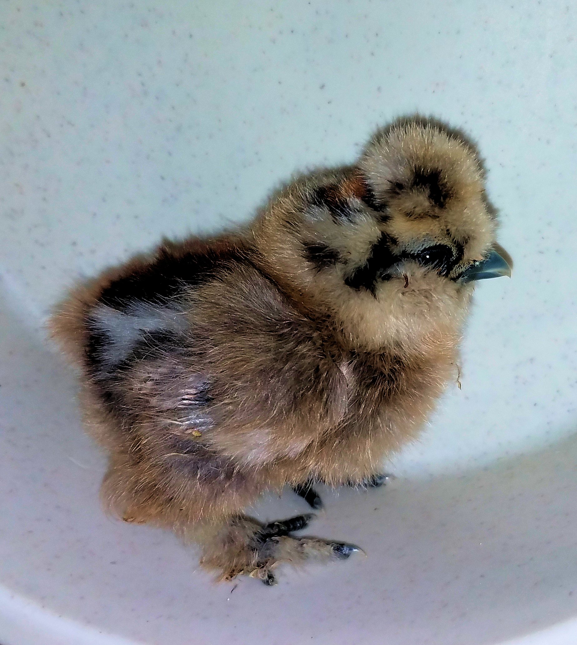 Silkie Color Varieties – VJP Poultry