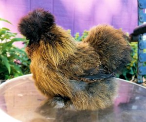 Silkie Color Varieties – VJP Poultry