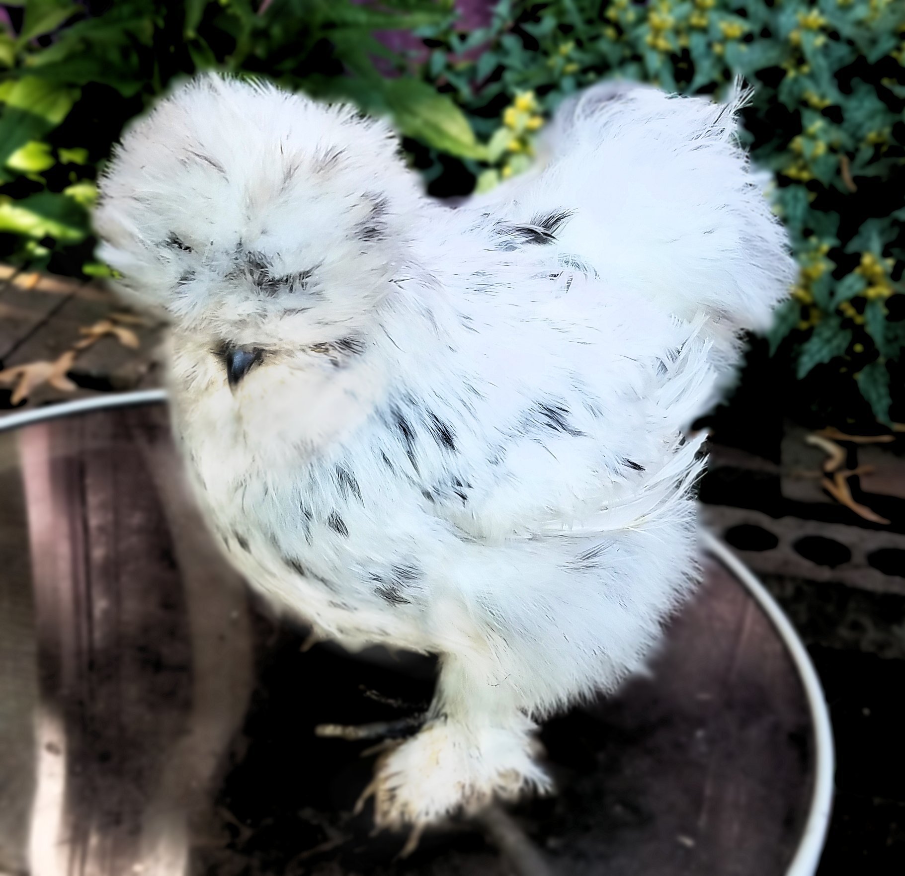 Silkie Color Varieties – VJP Poultry