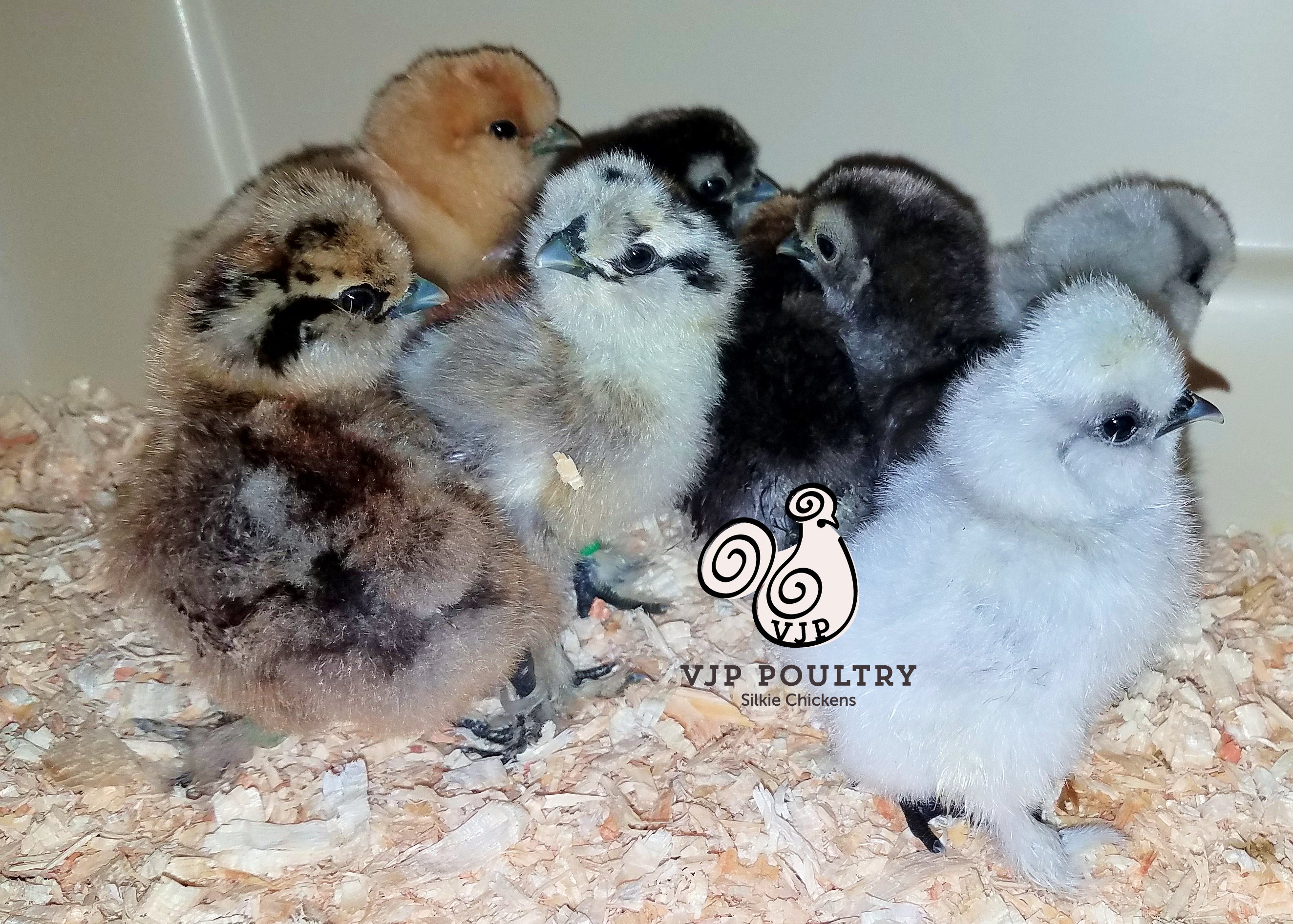 Silkies For Sale – 7/2/19 – VJP Poultry