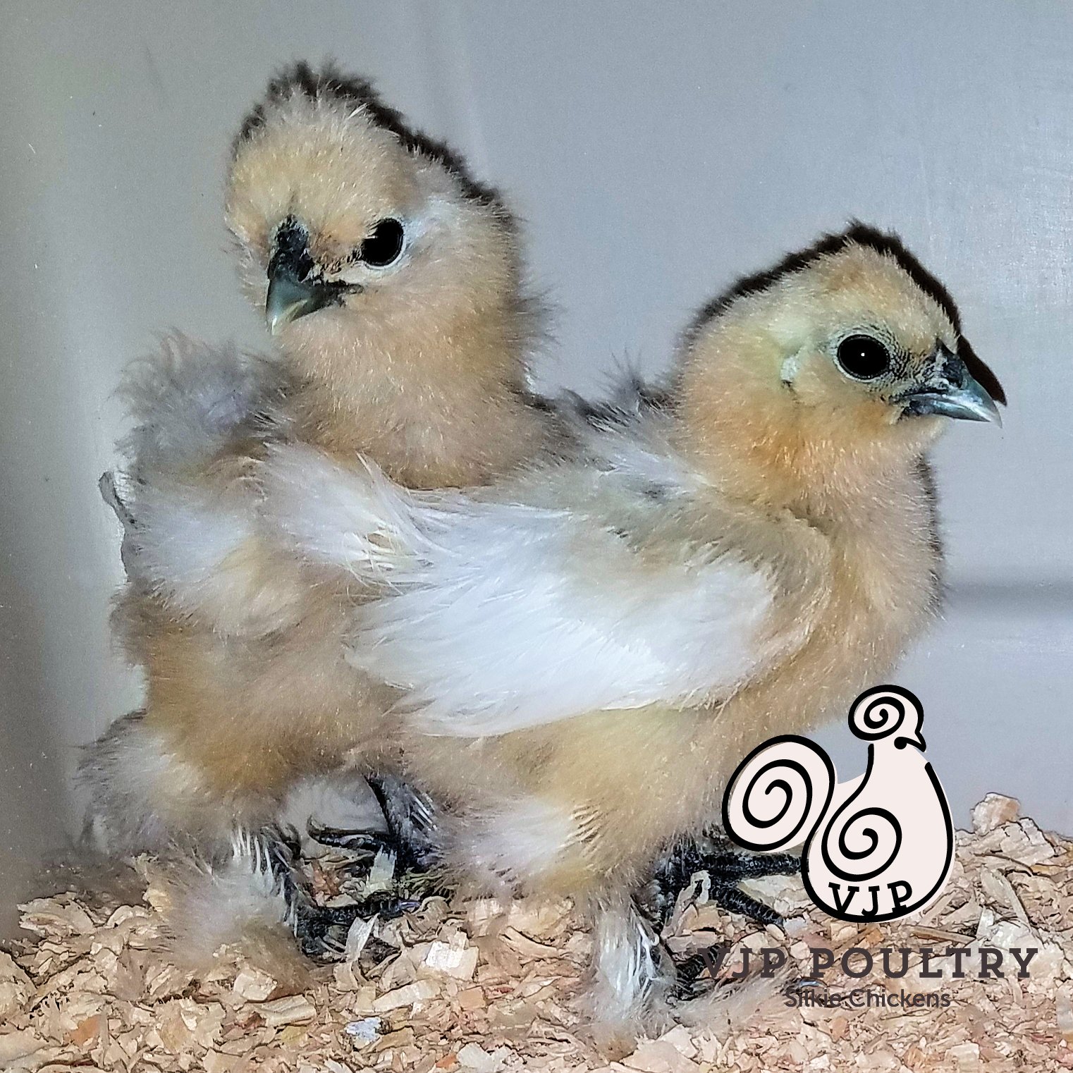 Silkies For Sale – 7/7/19 – VJP Poultry