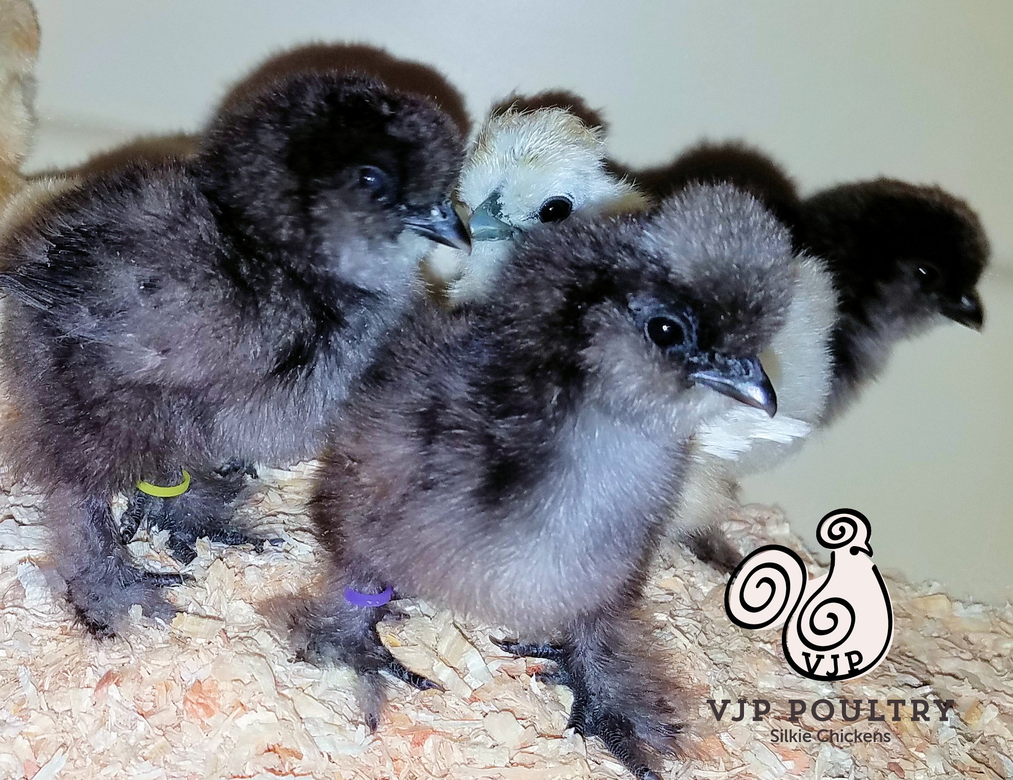 Silkies For Sale – 7/7/19 – VJP Poultry