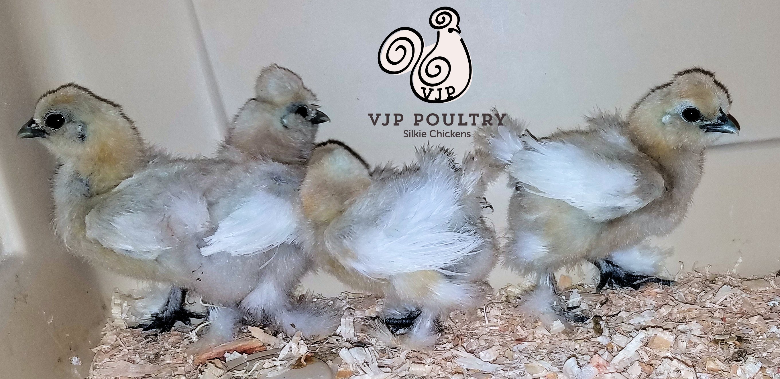 blue silkie chickens in rural Minnesota – VJP Poultry