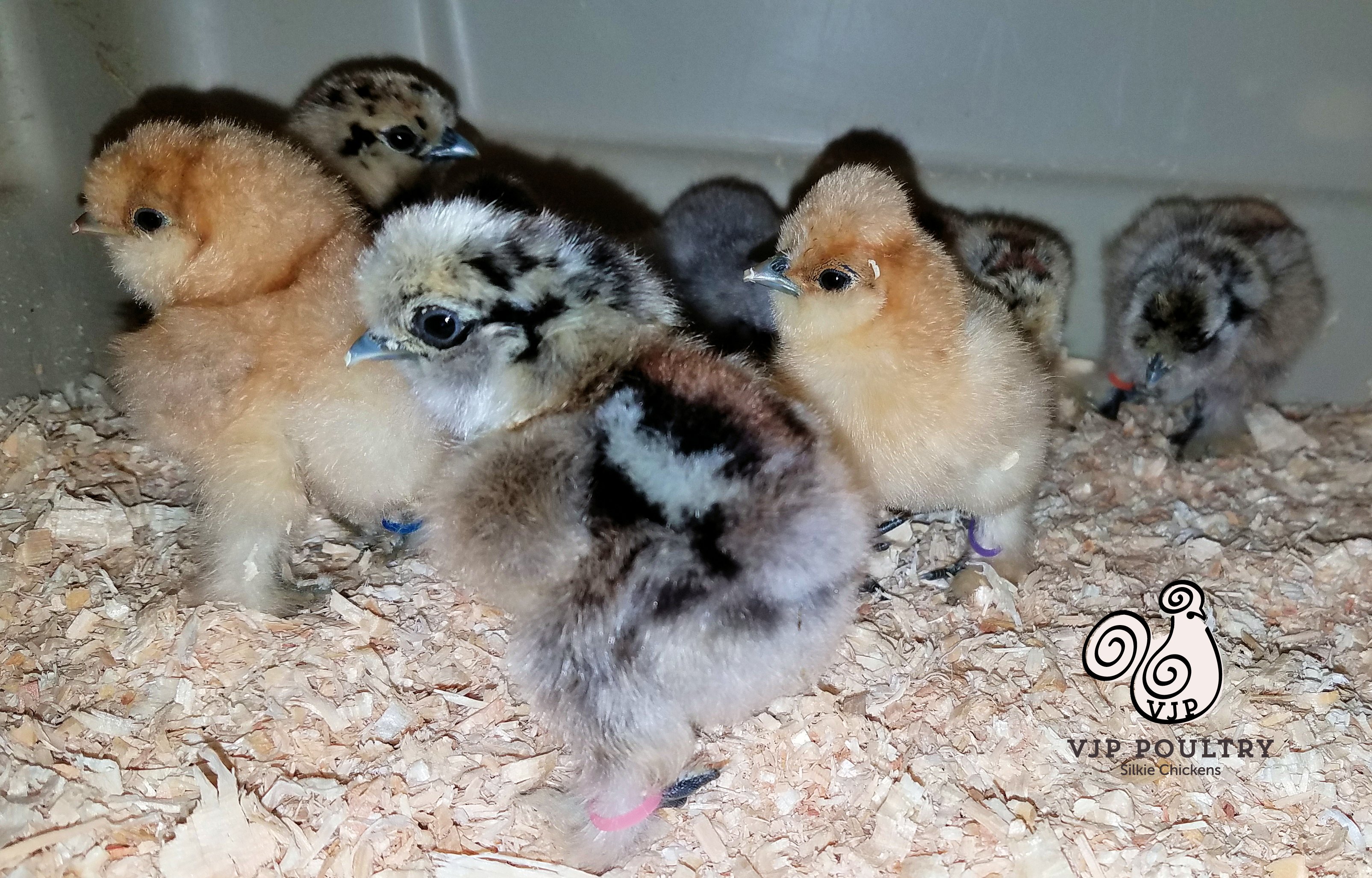 Silkies For Sale – 7/23/19 – VJP Poultry