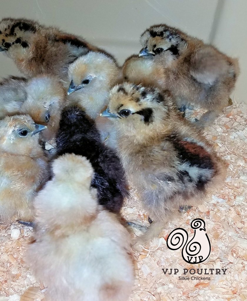 newborn buff silkie chicks in the Twin Cities – VJP Poultry