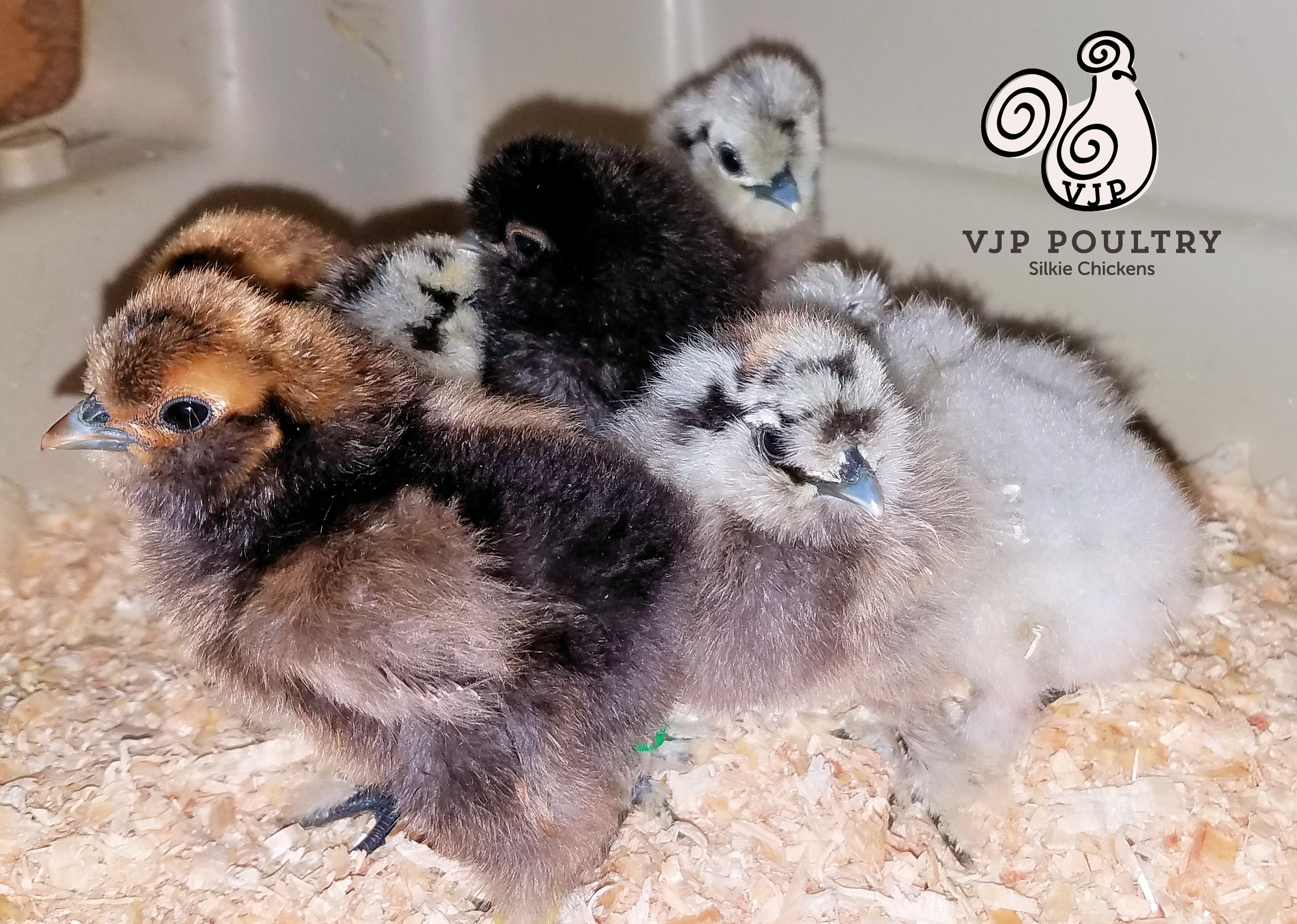 Silkies For Sale – 7/29/19 – VJP Poultry