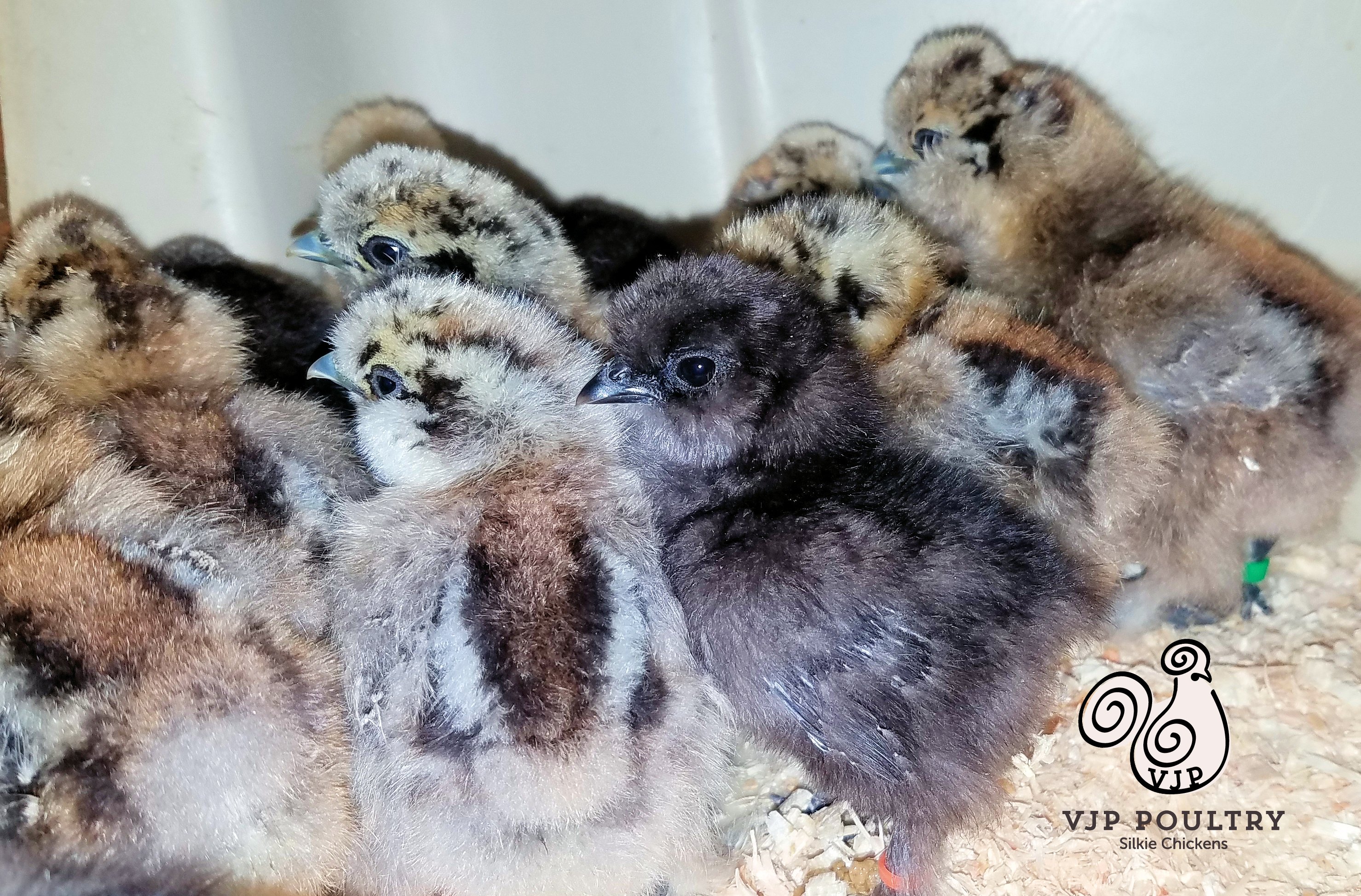 Silkies For Sale – 9/6/19 – VJP Poultry